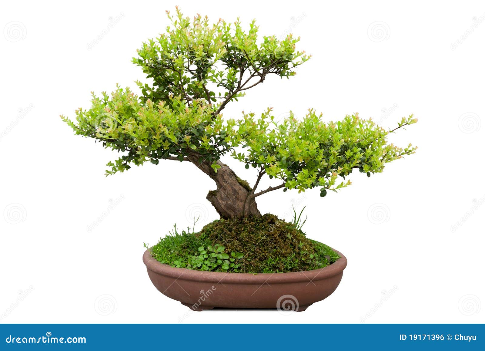 De Boom Van De Bonsai Van Iep Stock Foto - Image of gecultiveerd ...