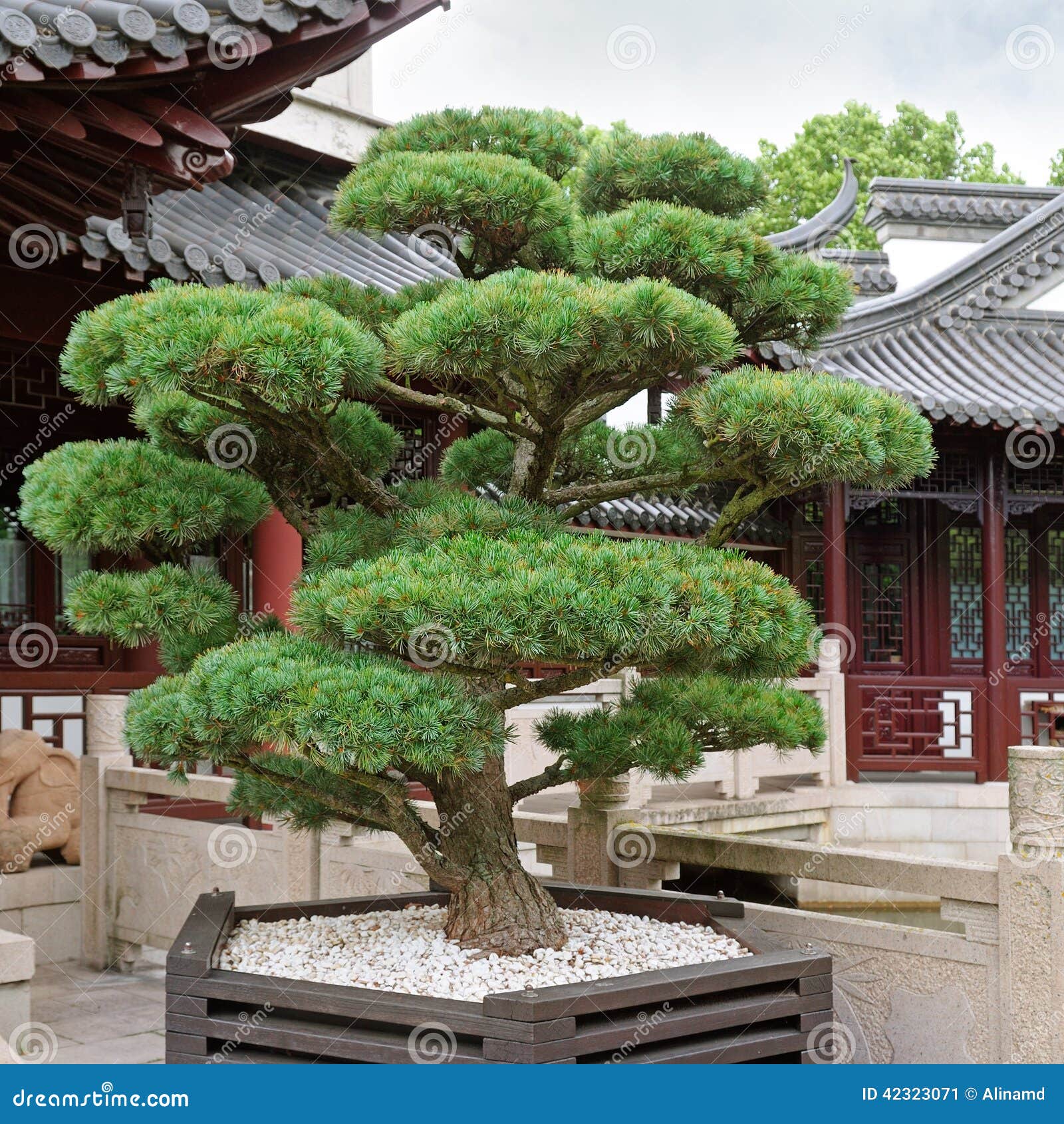 De Boom Van De Bonsaipijnboom Stock Afbeelding - Image of bonsai ...