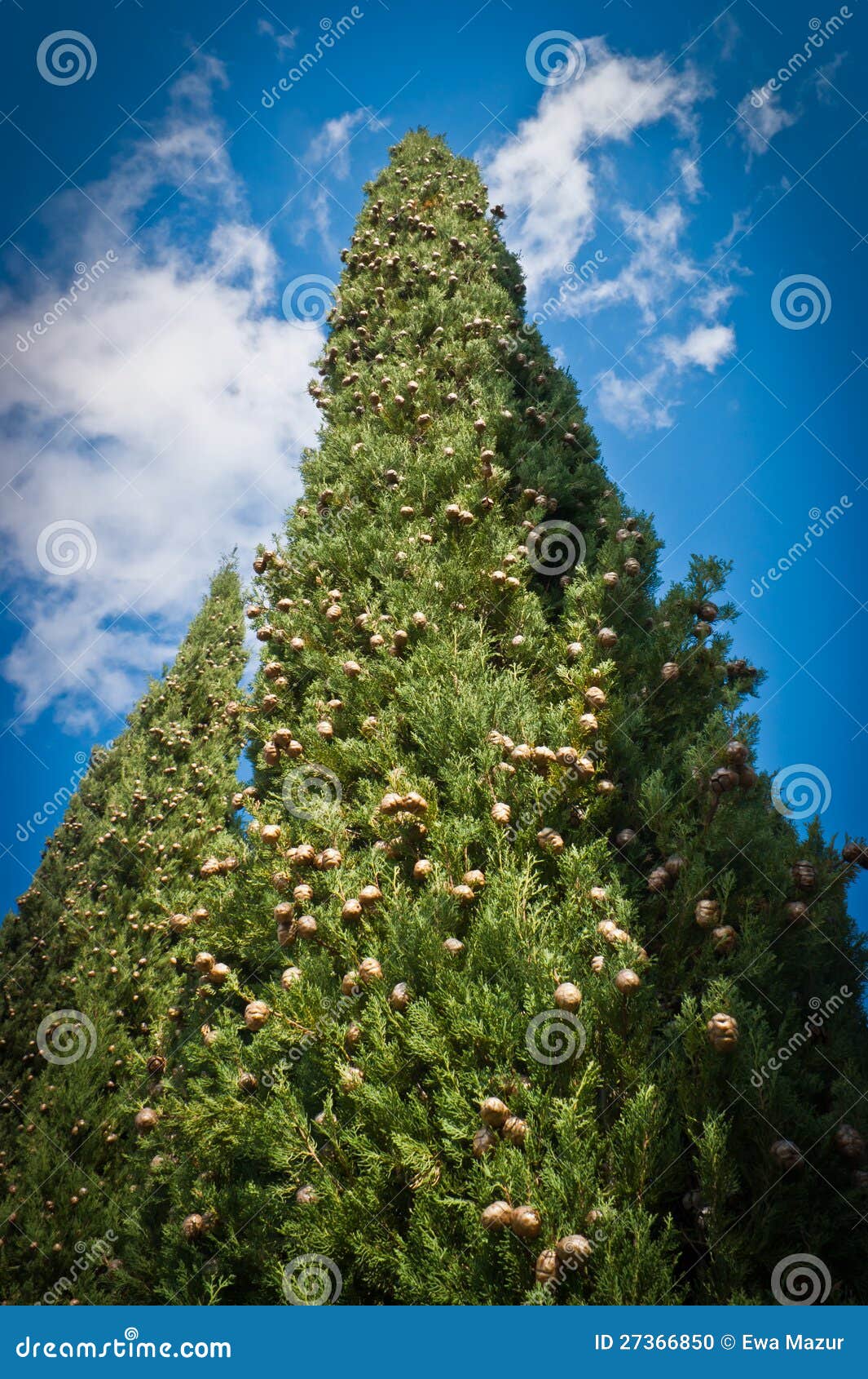 De boom van de cipres stock foto. Image of cipres, bloemen - 27366850