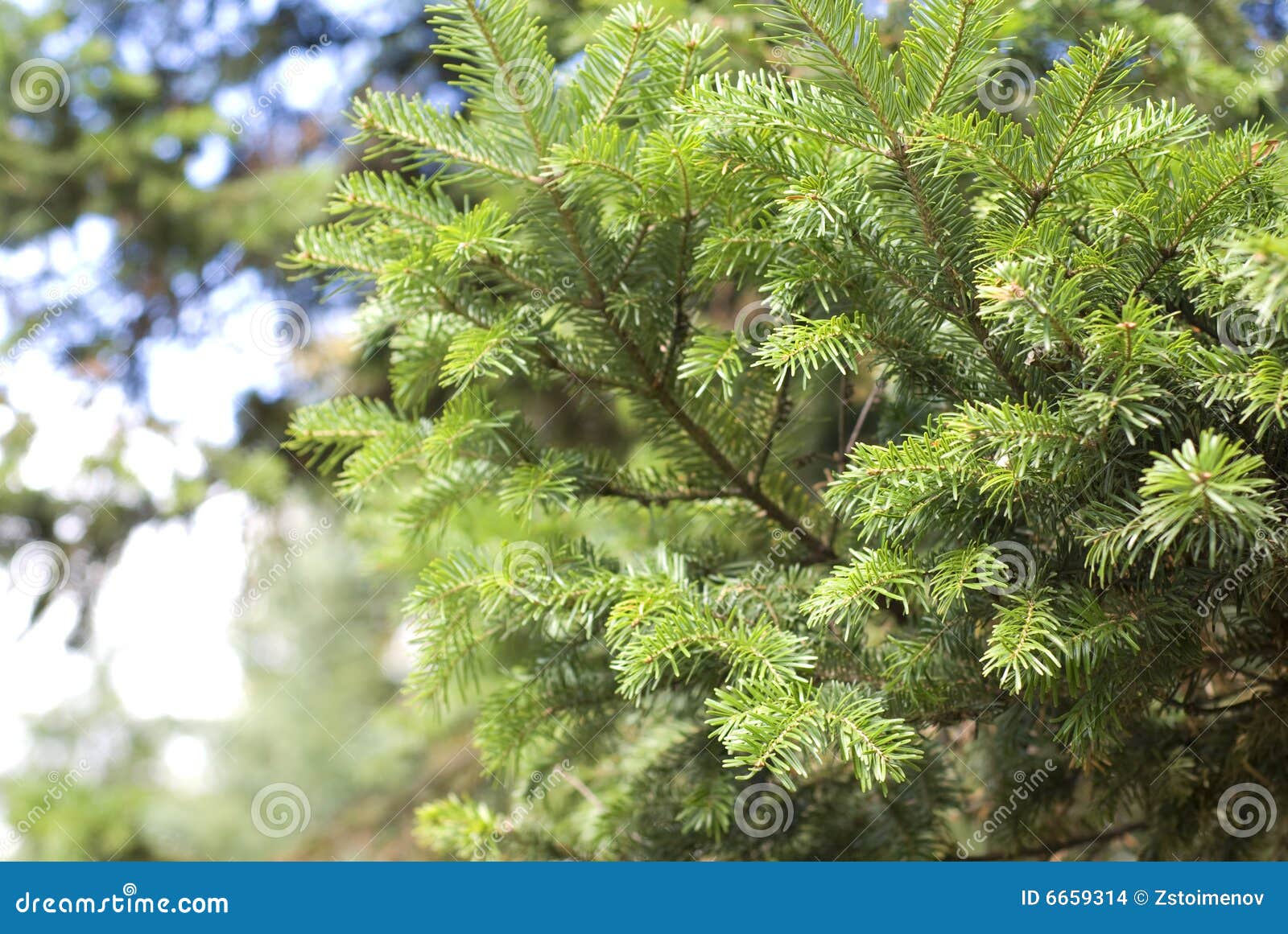De boom van de els stock foto. Image of boom, groen, exemplaar - 6659314