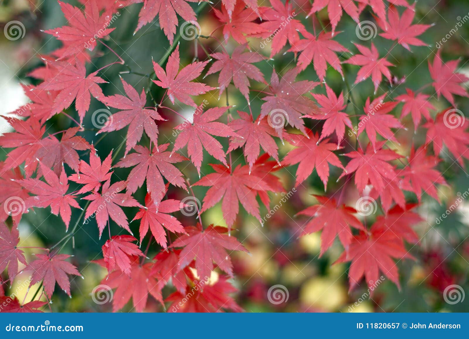 De boom van de esdoorn stock afbeelding. Image of japans - 11820657