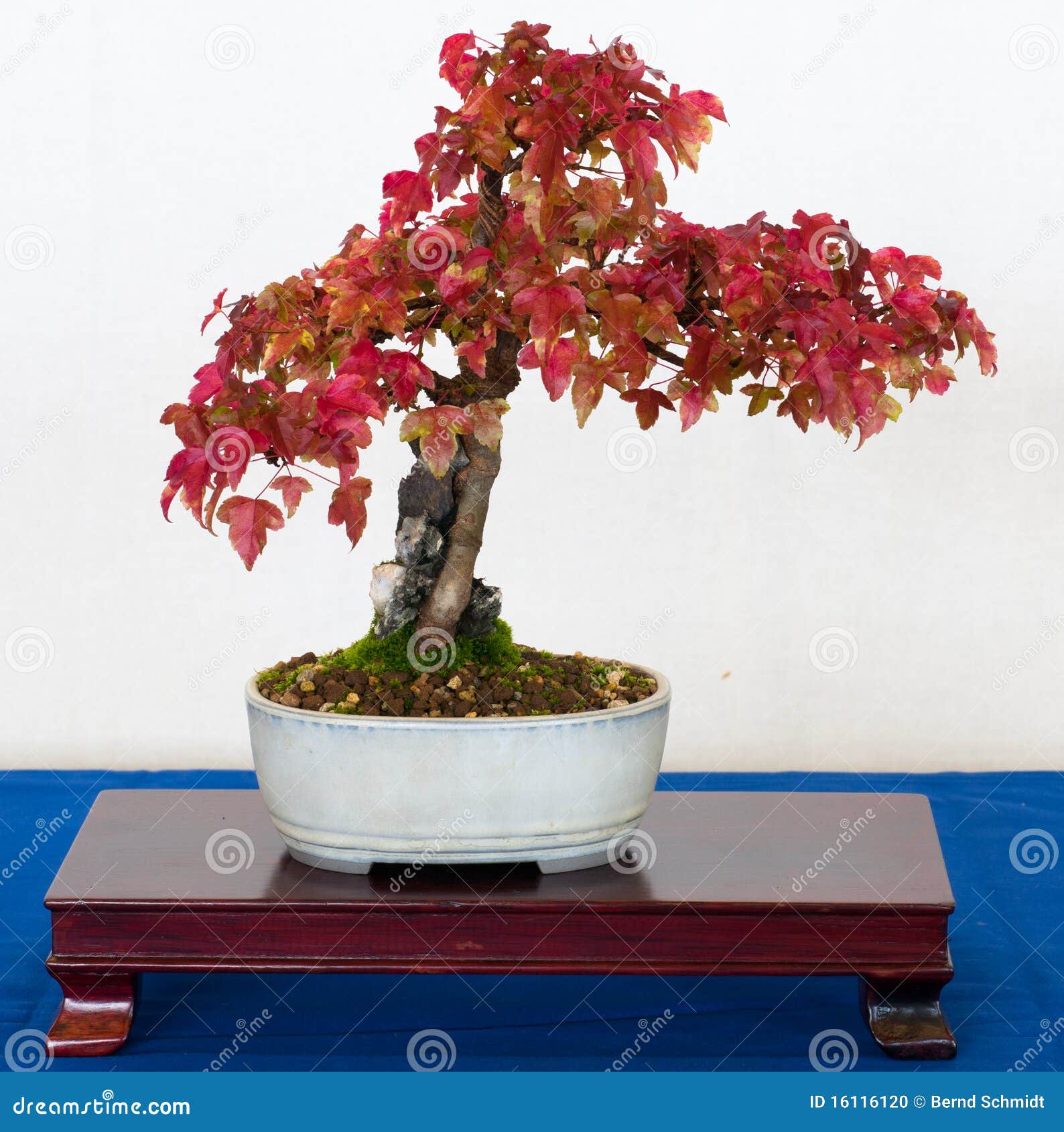 De Boom Van De Esdoorn Als Bonsai Stock Foto - Image of rood, esdoorn ...