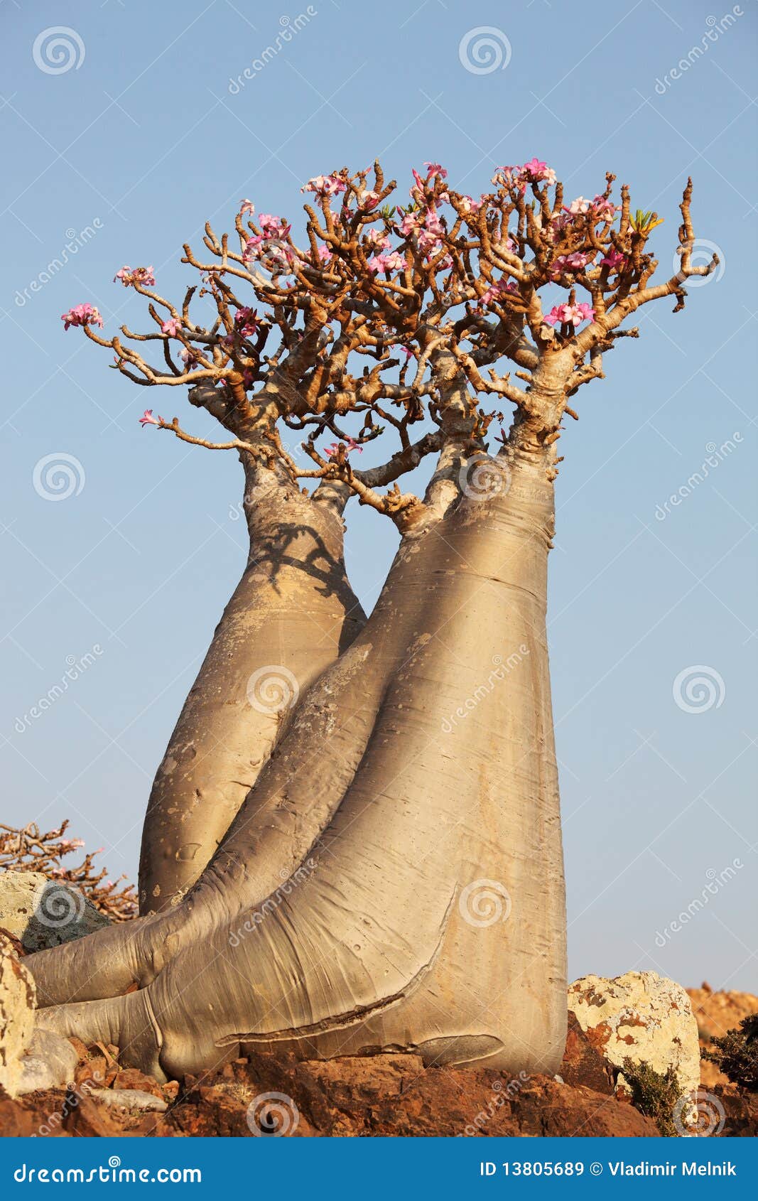 De Boom Van De Fles - Adeniumobesum Stock Afbeelding - Image of roos ...