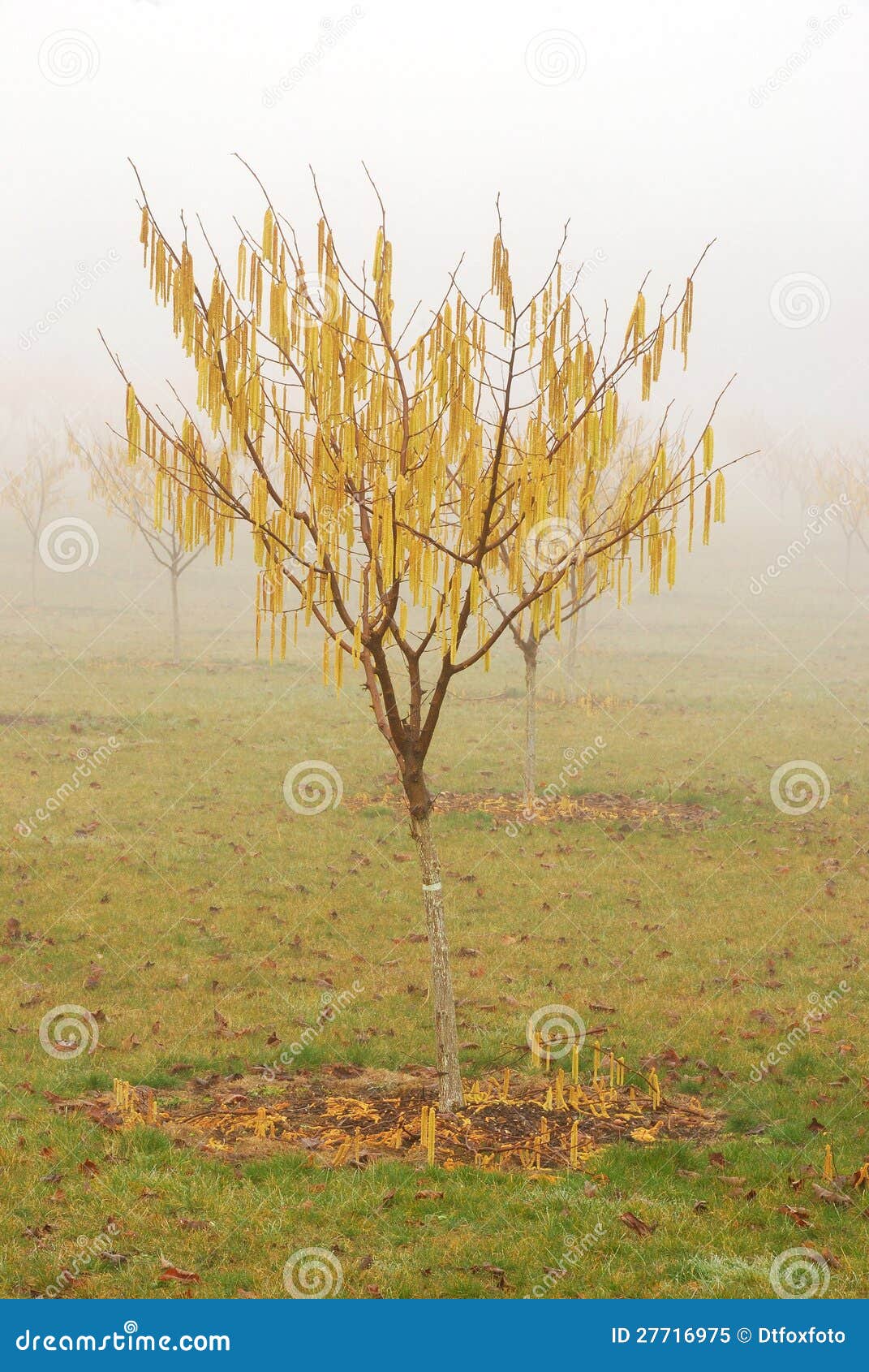 De Boom van de hazelnoot stock afbeelding. Image of dauw - 27716975