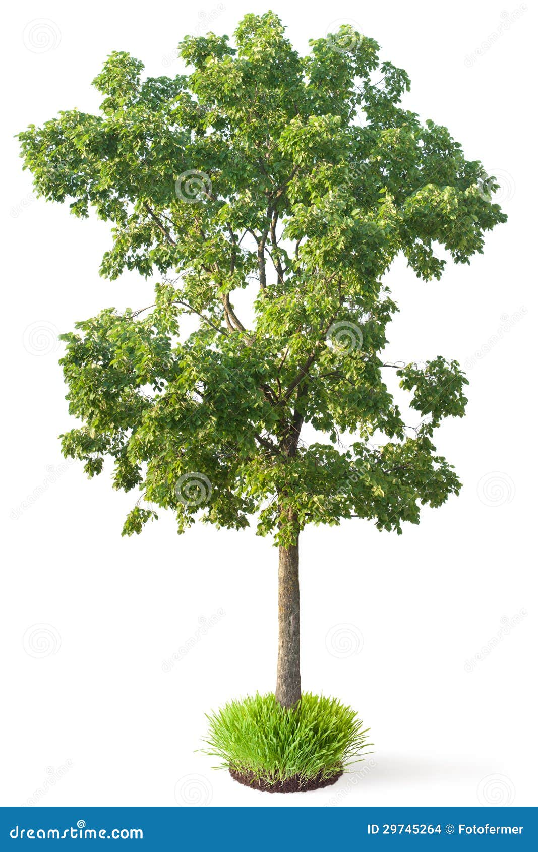 De boom van de iep stock foto. Image of boom, struik - 29745264