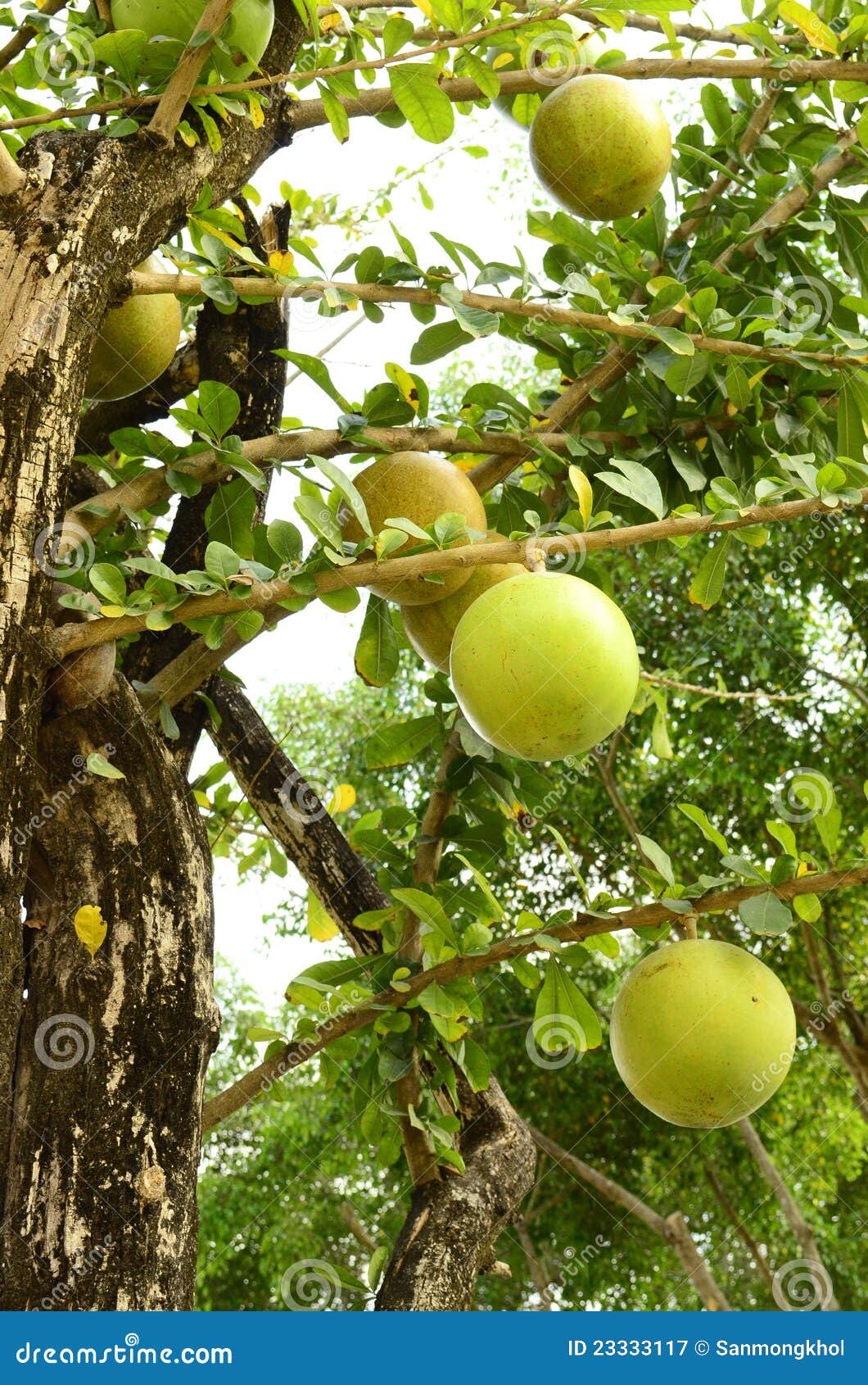 De Boom Van De Kalebasboom. Stock Afbeelding - Image of festival ...