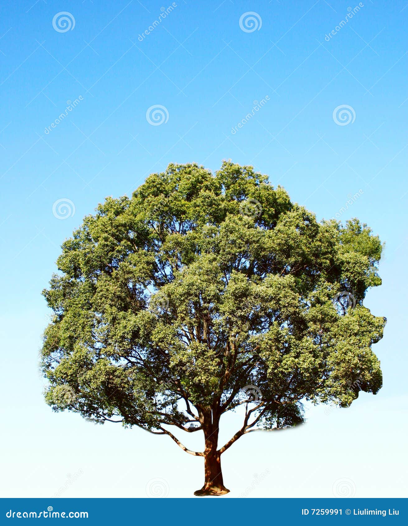 De boom van de kamfer stock afbeelding. Image of hemel - 7259991