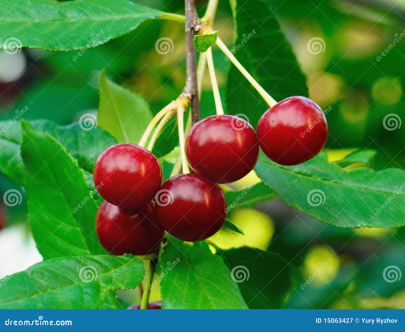 De Boom van de kers stock afbeelding. Image of landbouw - 15063427
