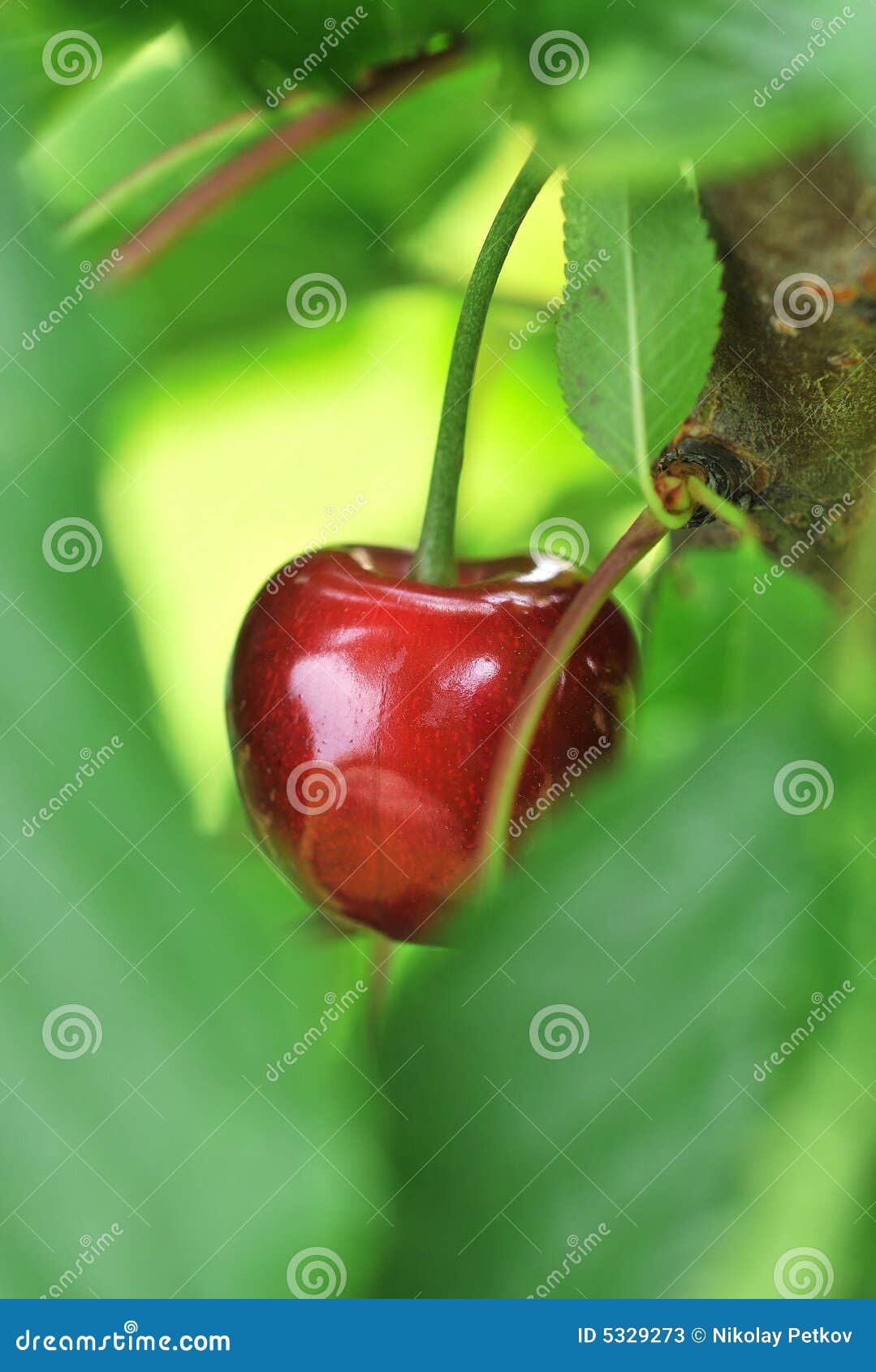 De boom van de kers stock afbeelding. Image of stam, drank - 5329273