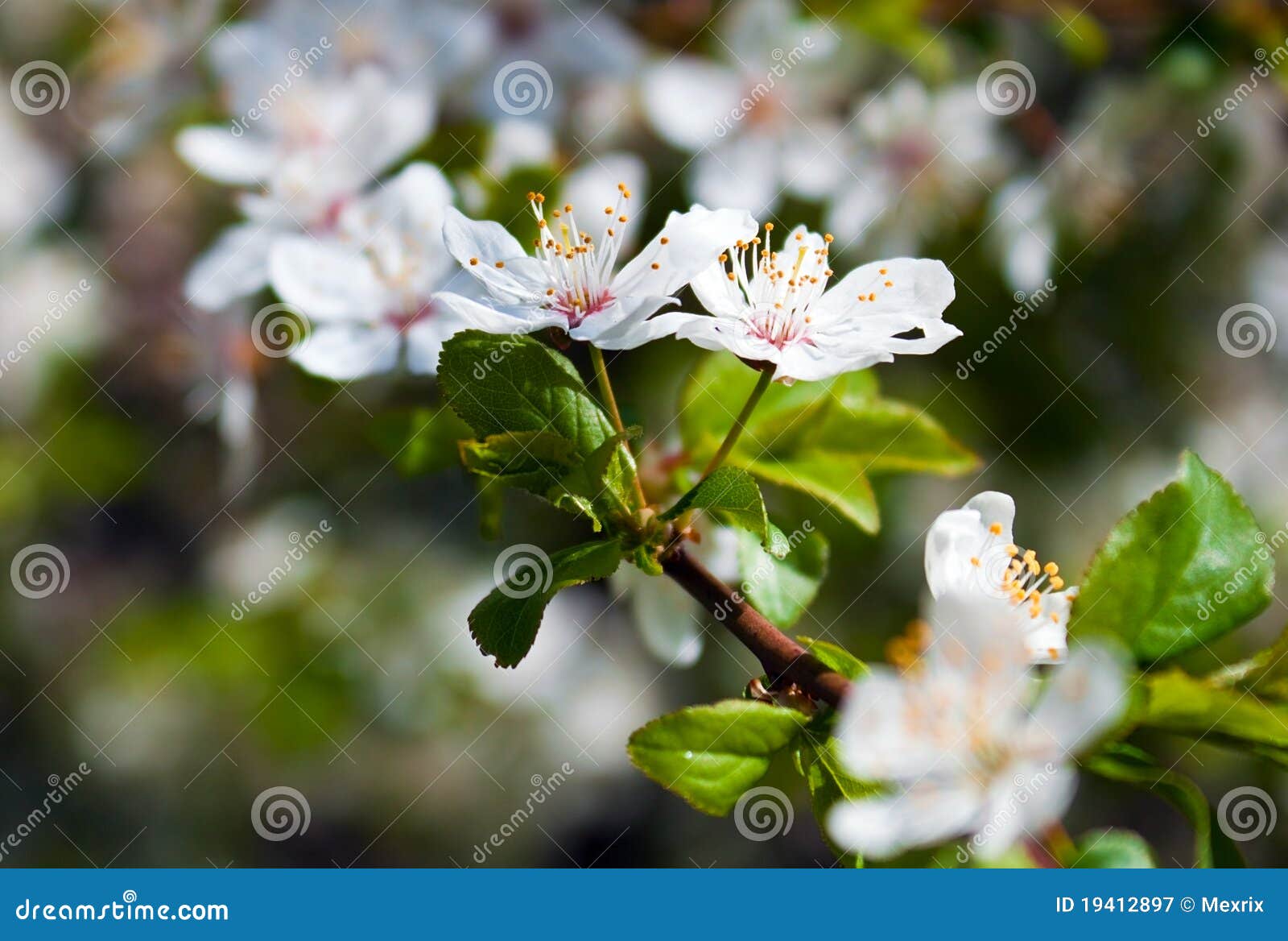Kersenboom In Bloemen Picture. Image: 19412897