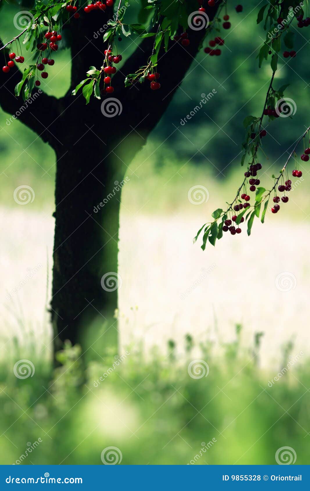 De Boom Van De Kers in De Zomer Stock Foto - Image of beeld, voorwerp ...
