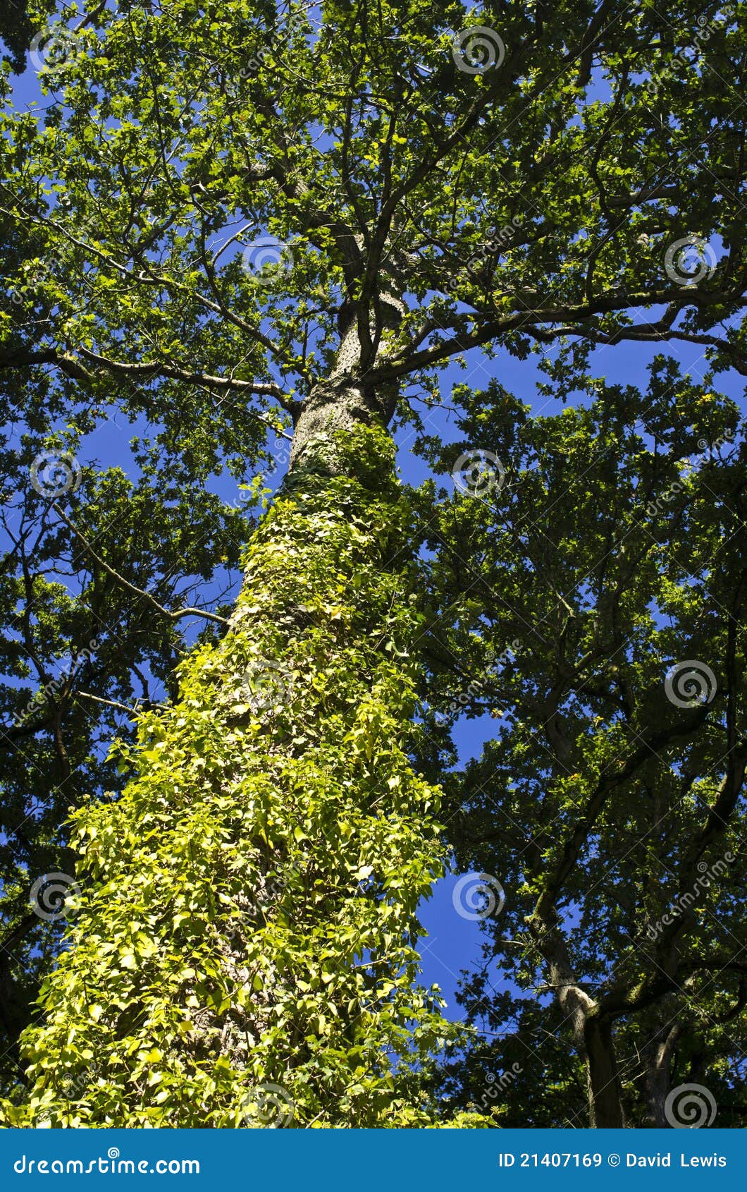 De boom van de klimop stock afbeelding. Image of bekleding - 21407169