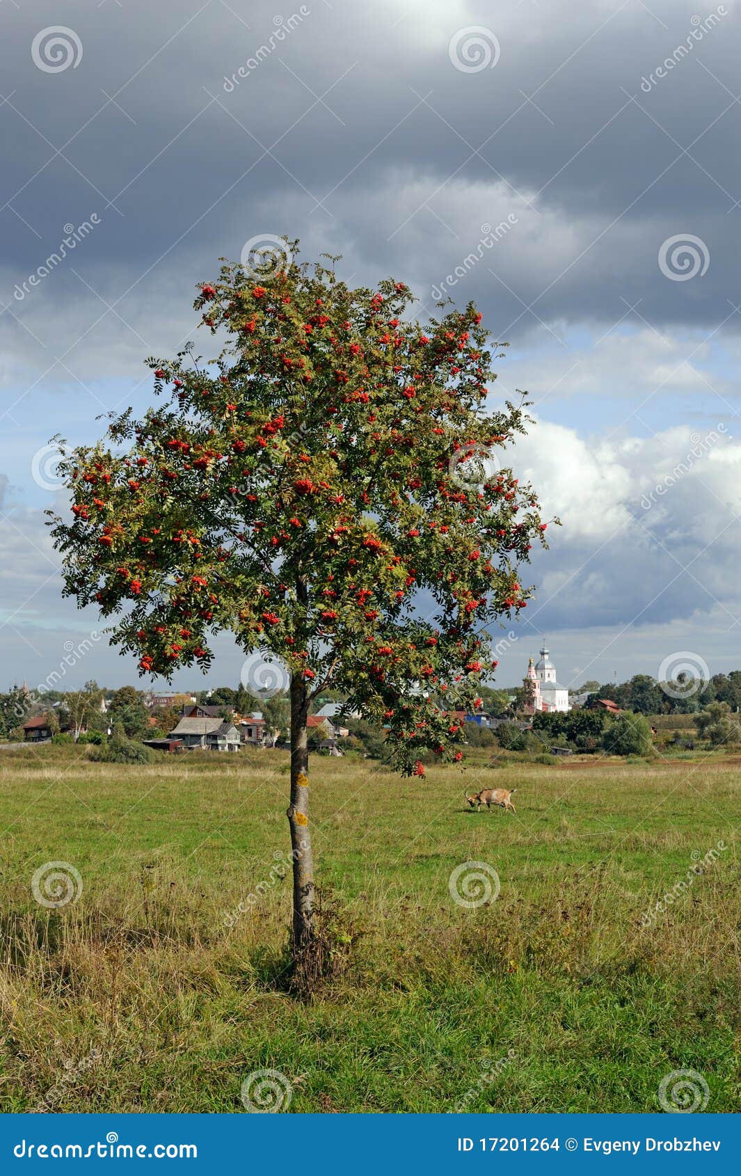 De Boom Van De Lijsterbes Op Weide Stock Afbeeldingen - Afbeelding ...