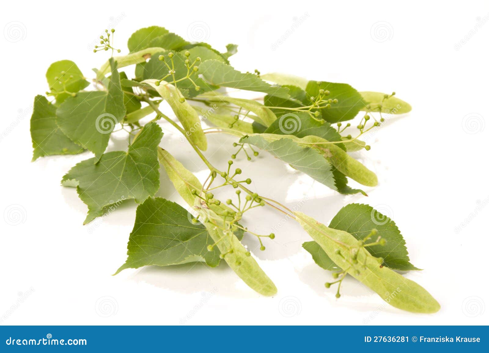 De boom van de linde stock afbeelding. Image of boom - 27636281