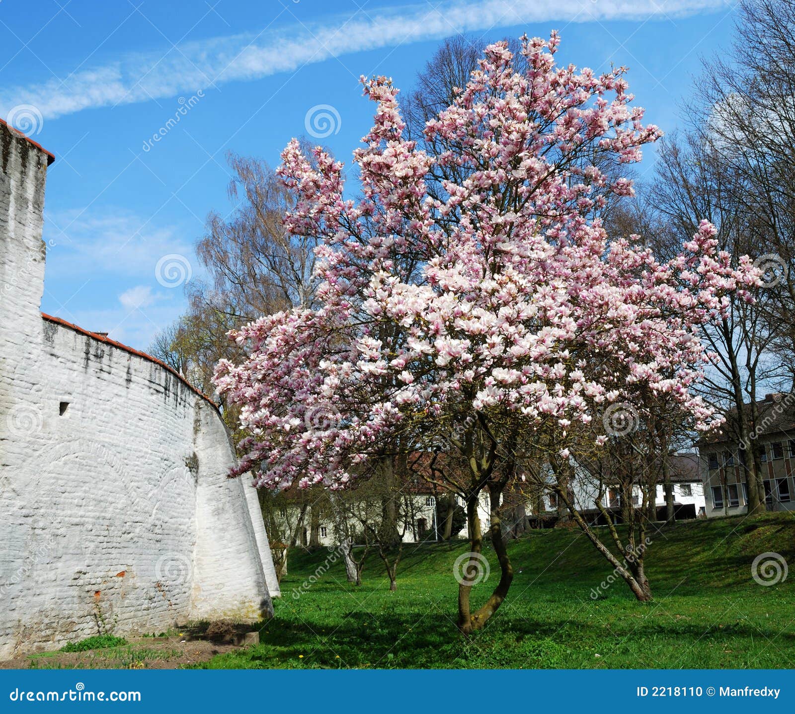 De Boom Van De Magnolia Bij De Lente Stock Foto - Image of harmonisch ...