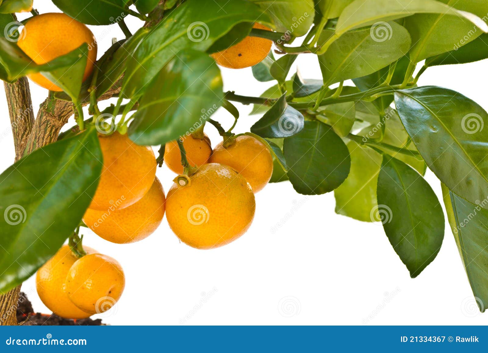 De boom van de mandarijn stock afbeelding. Image of sappig - 21334367