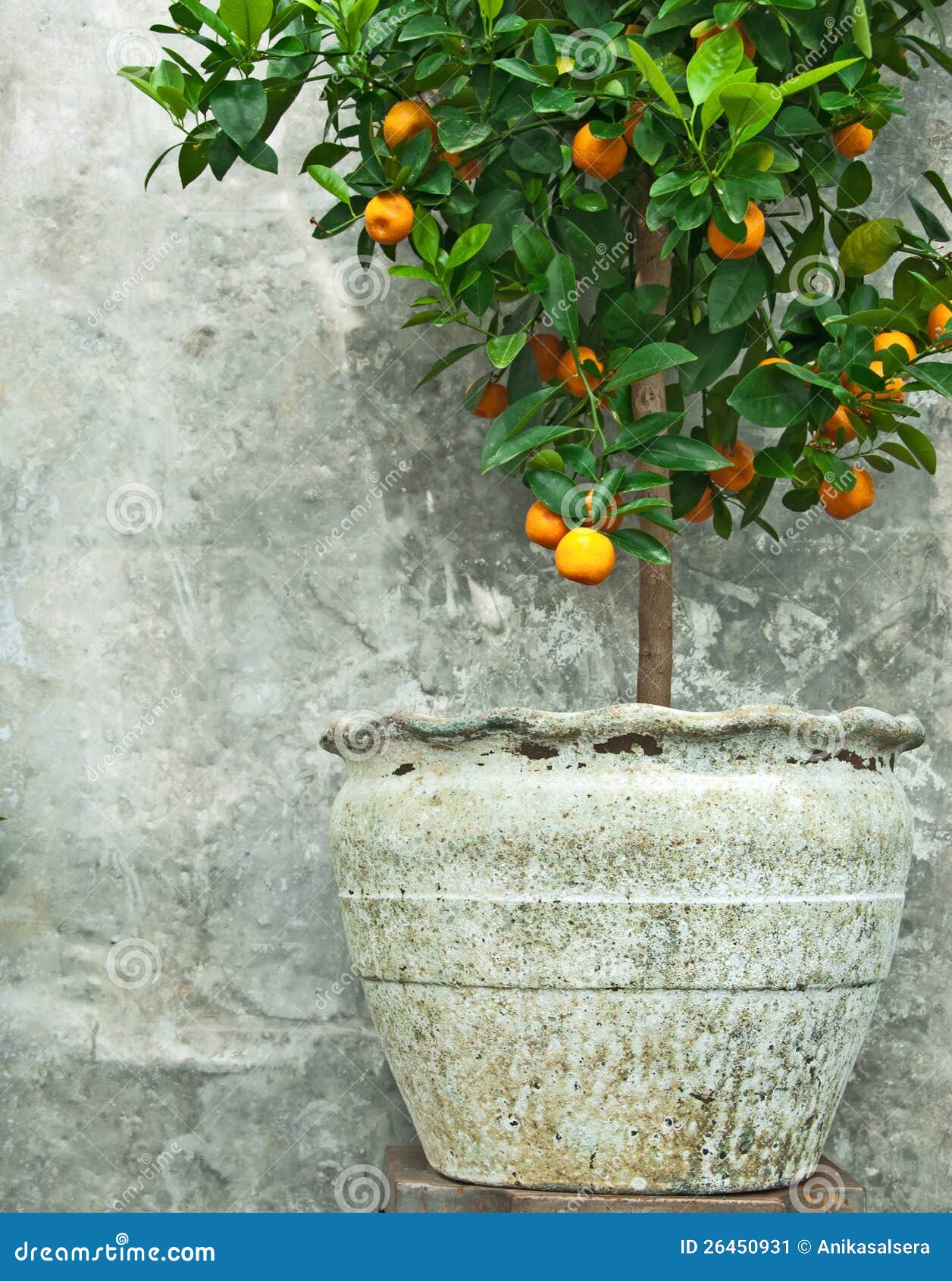 De Boom Van De Mandarijn in Oude Kleipot Stock Afbeelding - Image of ...