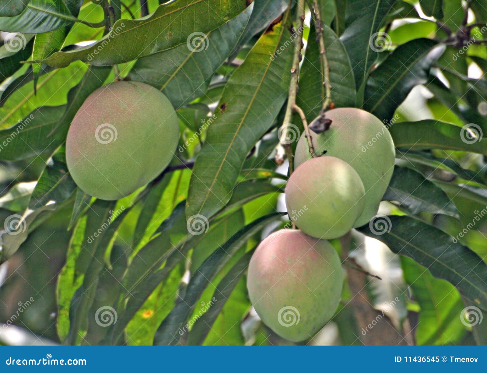 De boom van de mango stock afbeelding. Image of bladeren - 11436545