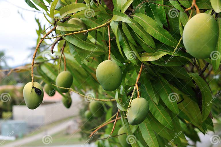 De boom van de mango stock afbeelding. Image of gebladerte - 17752317