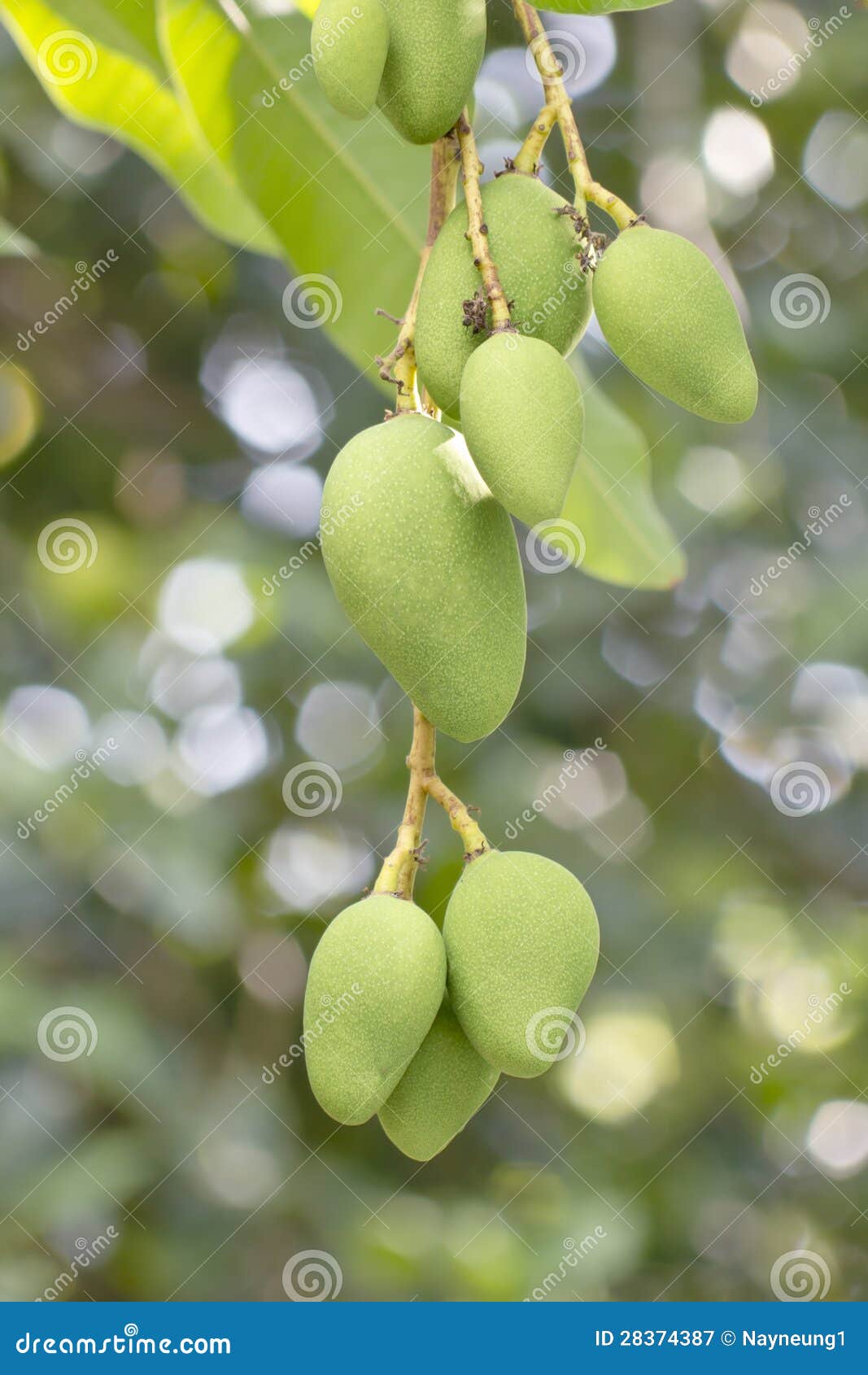 De boom van de mango stock afbeelding. Image of voedsel - 28374387