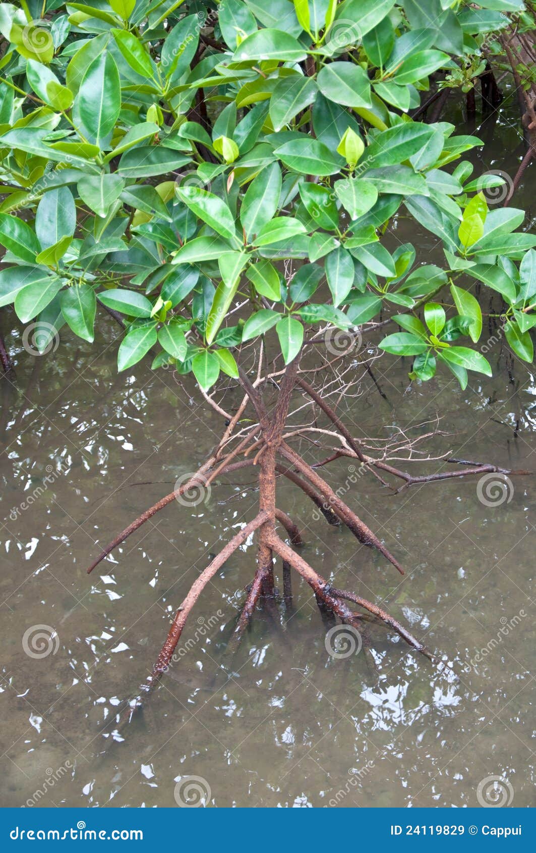 De boom van de mangrove stock afbeelding. Image of baai - 24119829