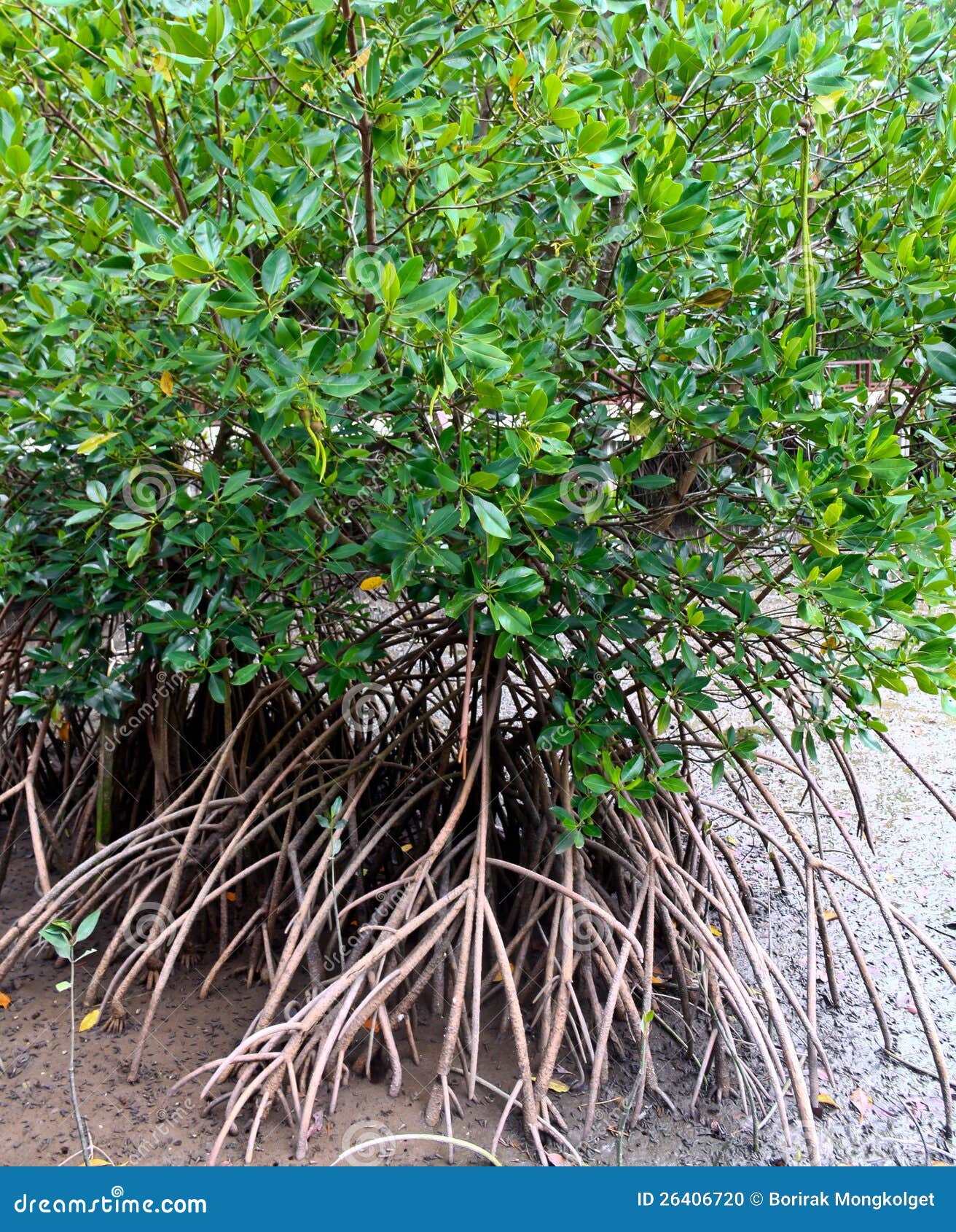 De boom van de mangrove stock foto. Image of azië, getijde - 26406720