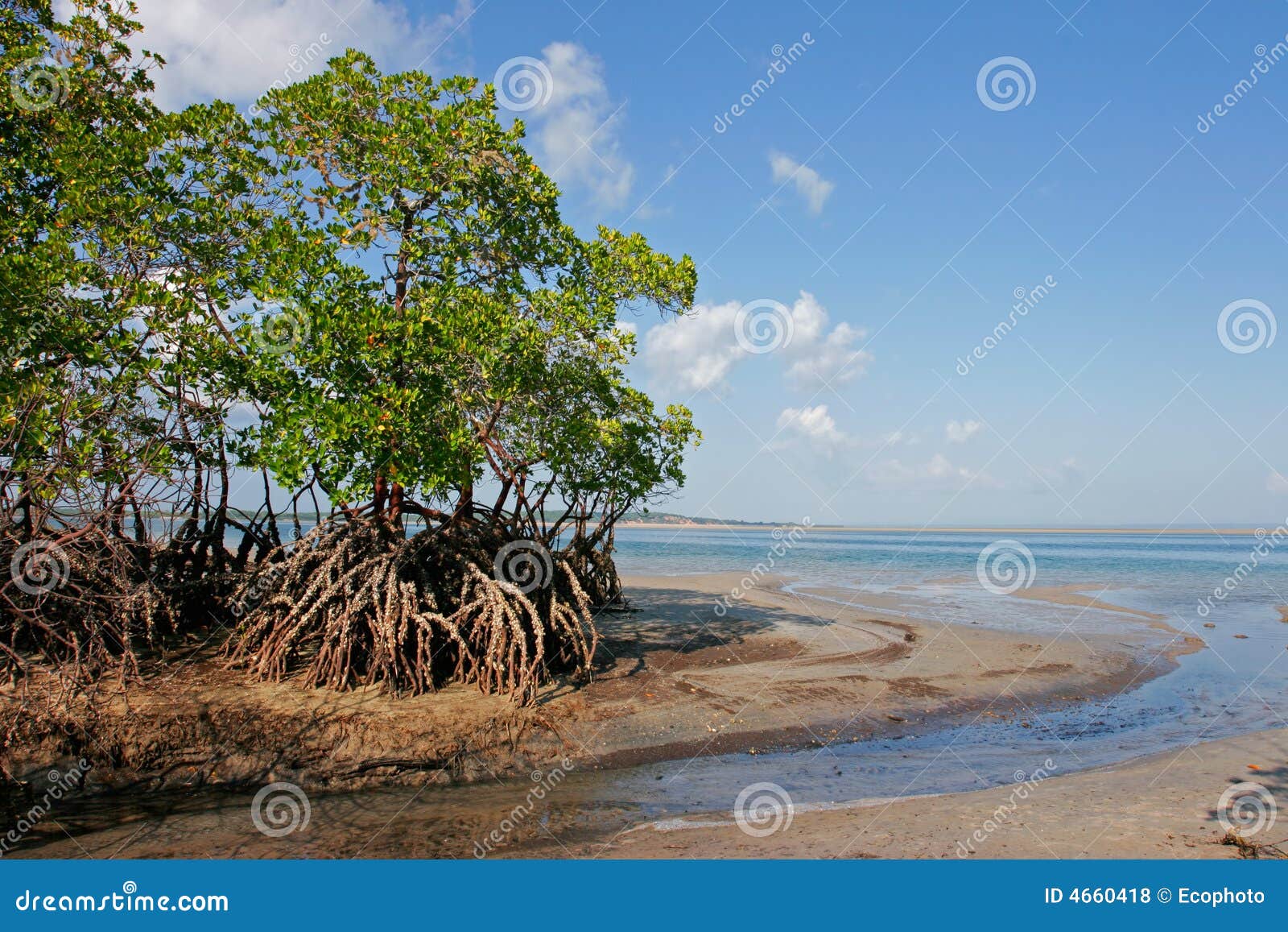 De boom van de mangrove stock foto. Image of leefgebied - 4660418
