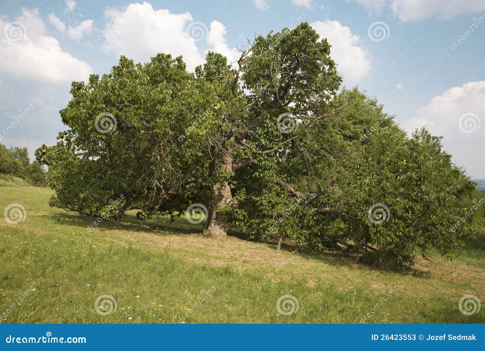 De Boom Van De Moerbeiboom - Zeer Oude Morusnigra Stock Afbeelding ...
