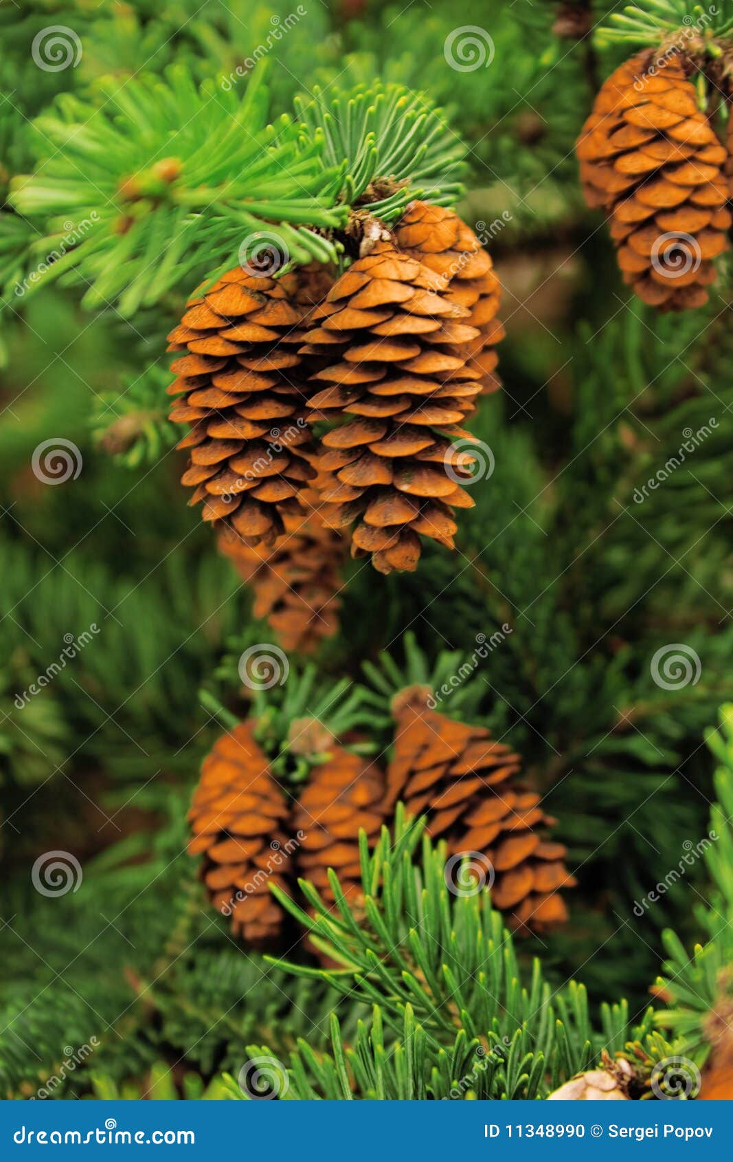 De boom van de naaldboom stock foto. Image of droog, voorgrond - 11348990