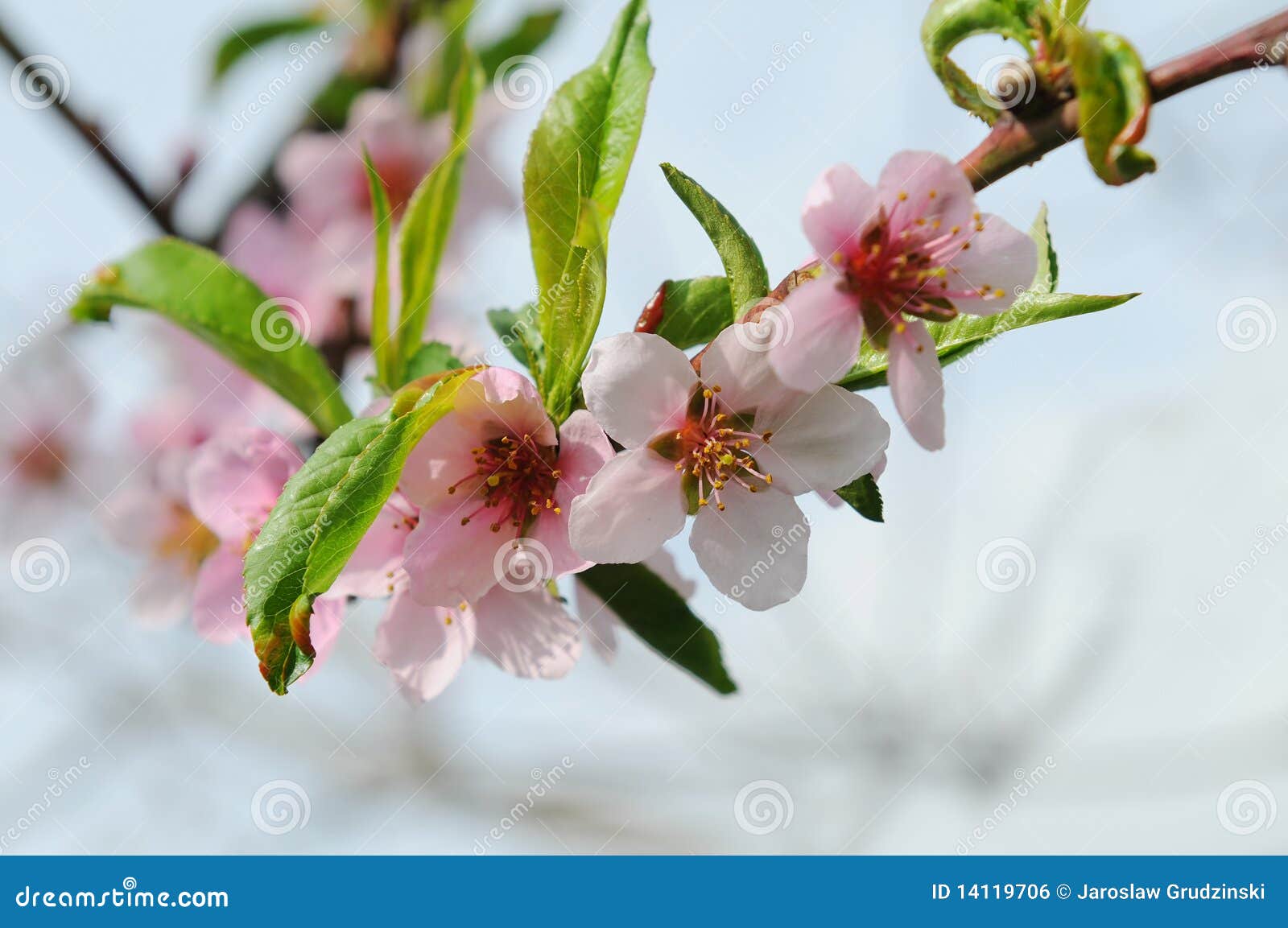 De Boom Van De Nectarine in Bloei Stock Foto - Image of vrucht, groei ...