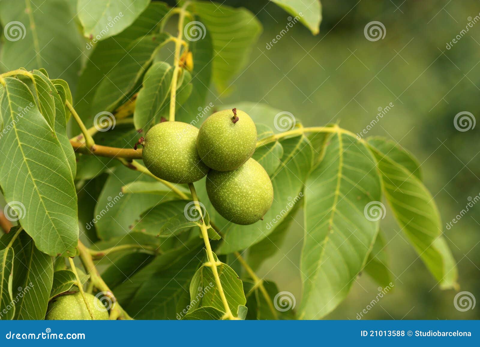 De boom van de okkernoot stock foto. Image of groei, bladeren - 21013588