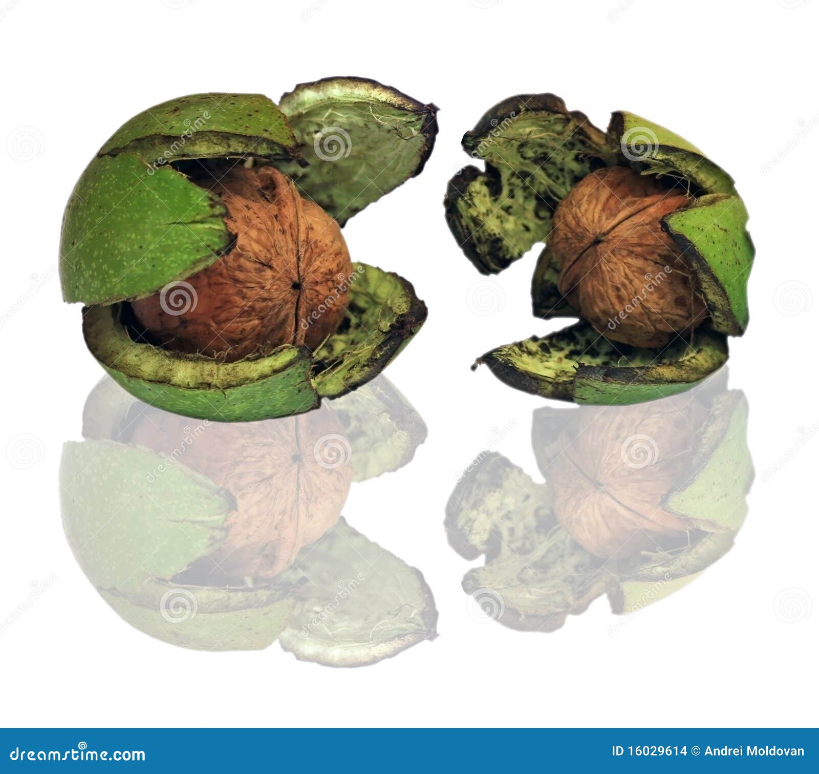 De Boom Van De Okkernoot - Juglans Regia Stock Illustratie ...