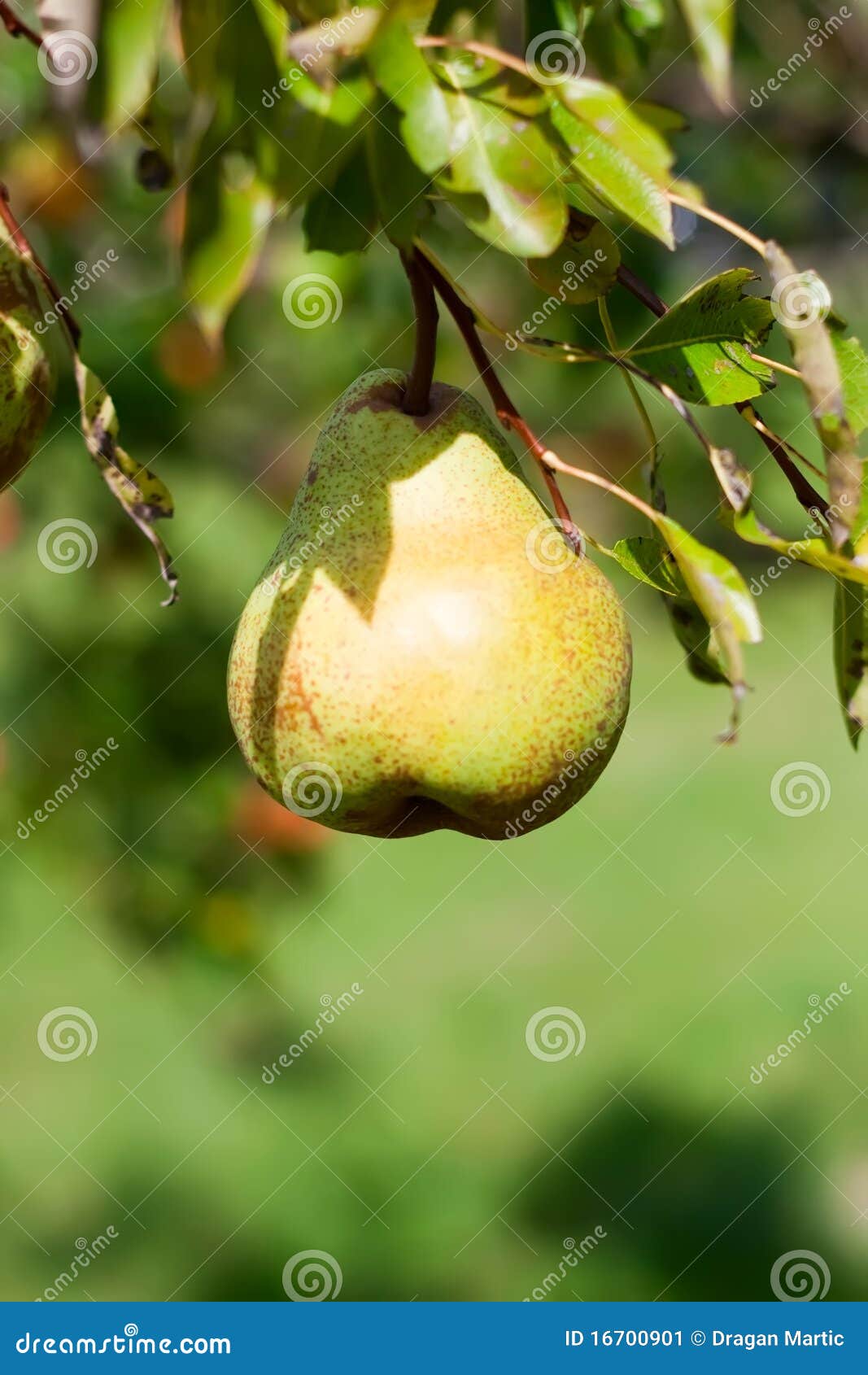 De boom van de peer stock afbeelding. Image of eten, schoonheid - 16700901