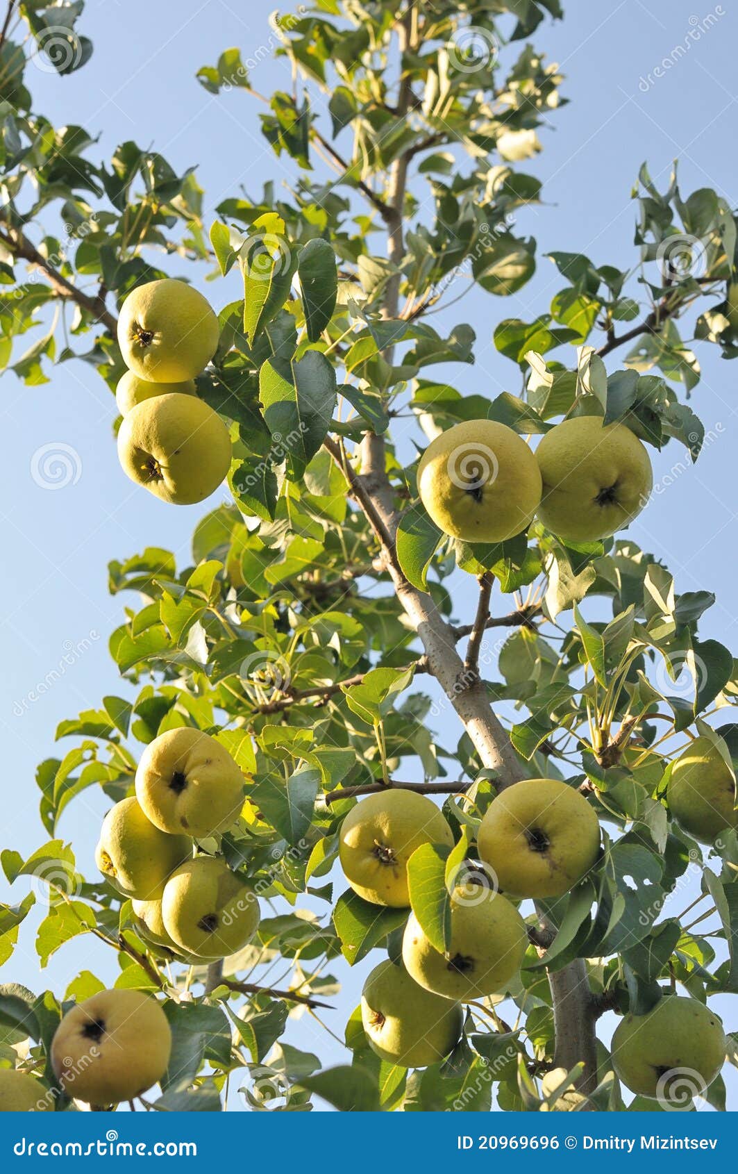 De boom van de peer. stock foto. Image of belgië, najaar - 20969696