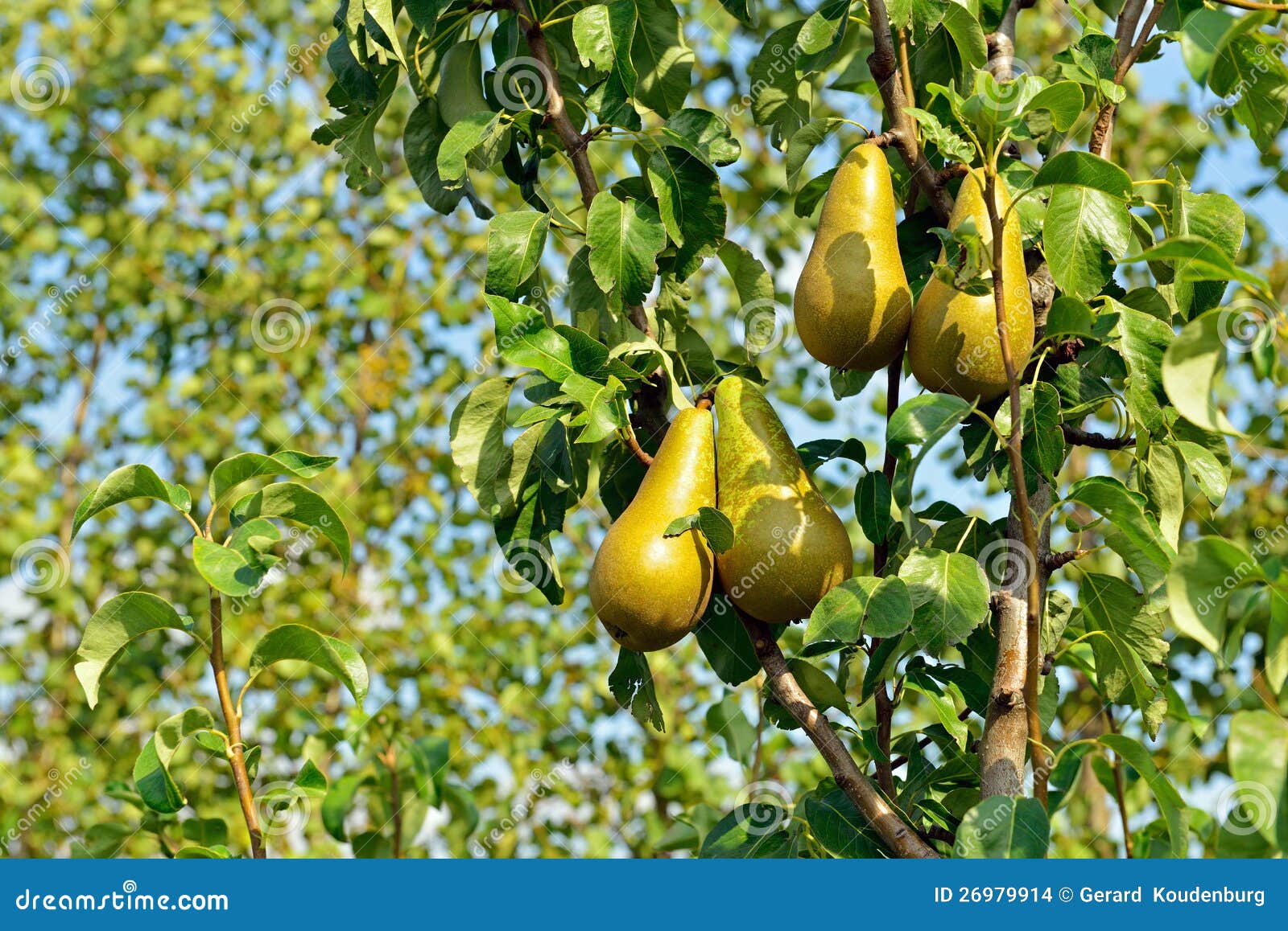 De Boom Van De Peer Met Gele Peren Stock Foto - Image of landbouw ...