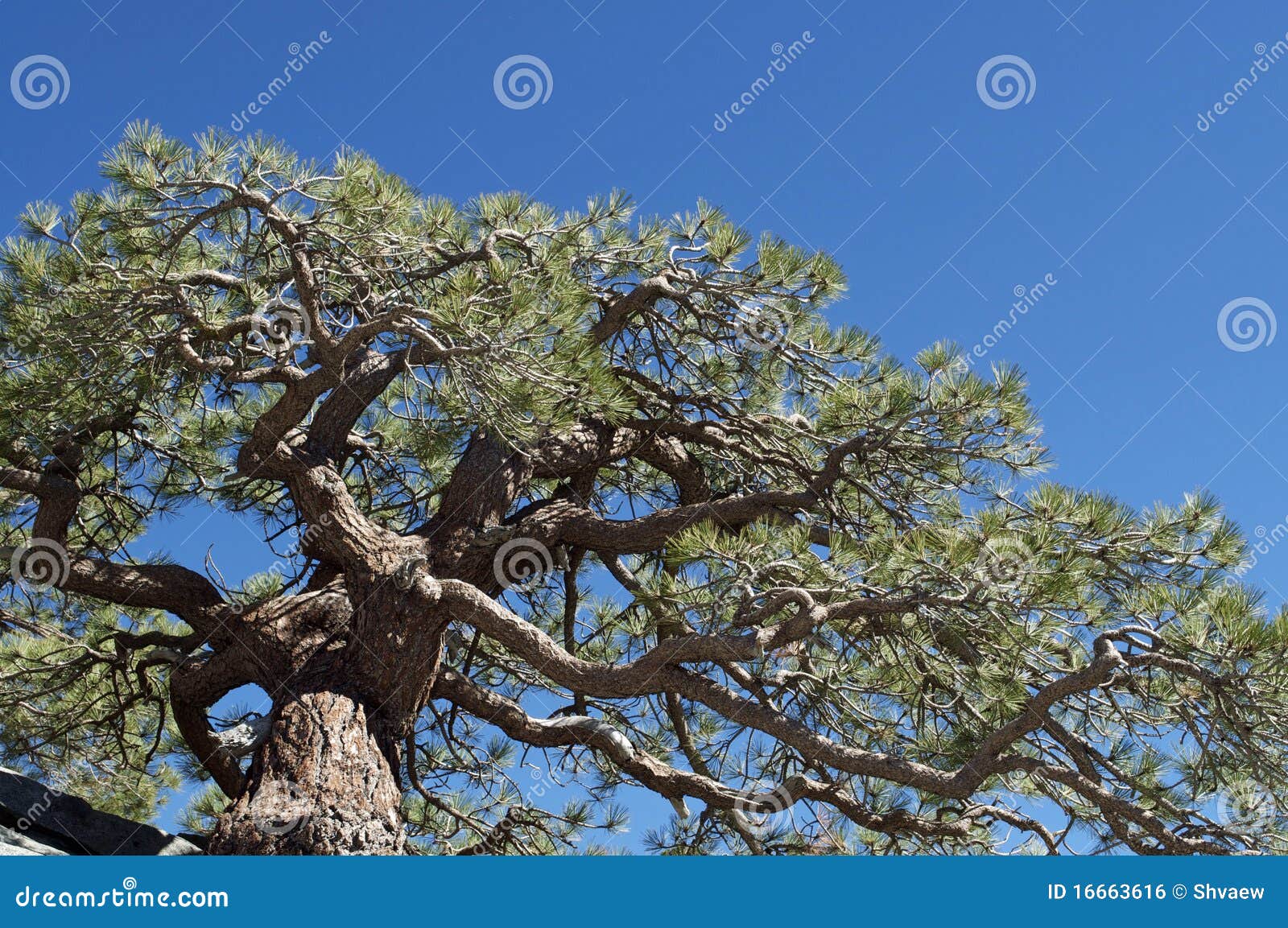 Pijnboomboom Picture. Image: 16663616