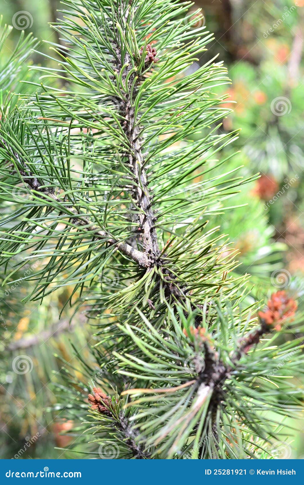 De boom van de pijnboom stock afbeelding. Image of mooi - 25281921