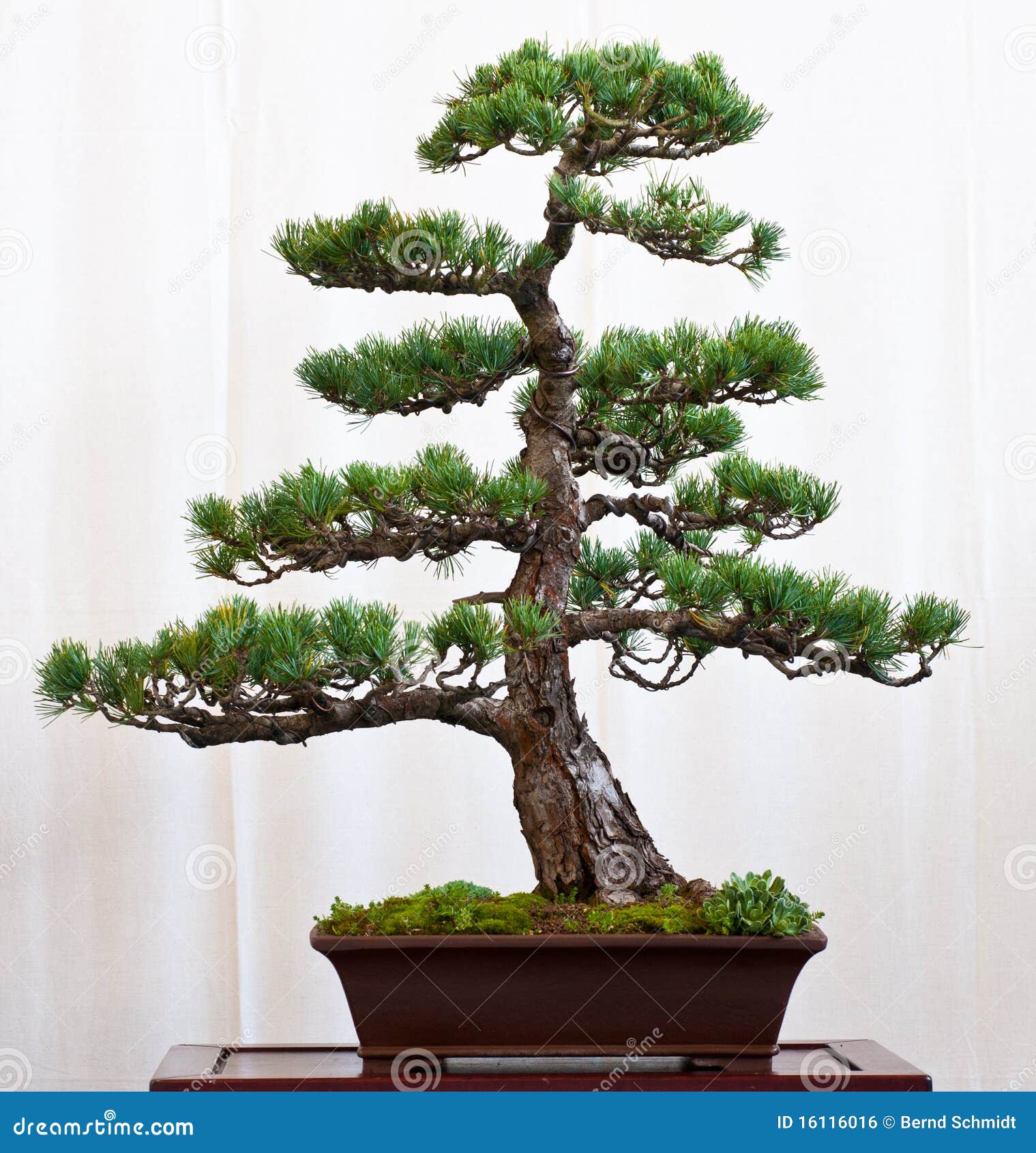 De Boom Van De Pijnboom Als Bonsai Stock Foto - Image of ...