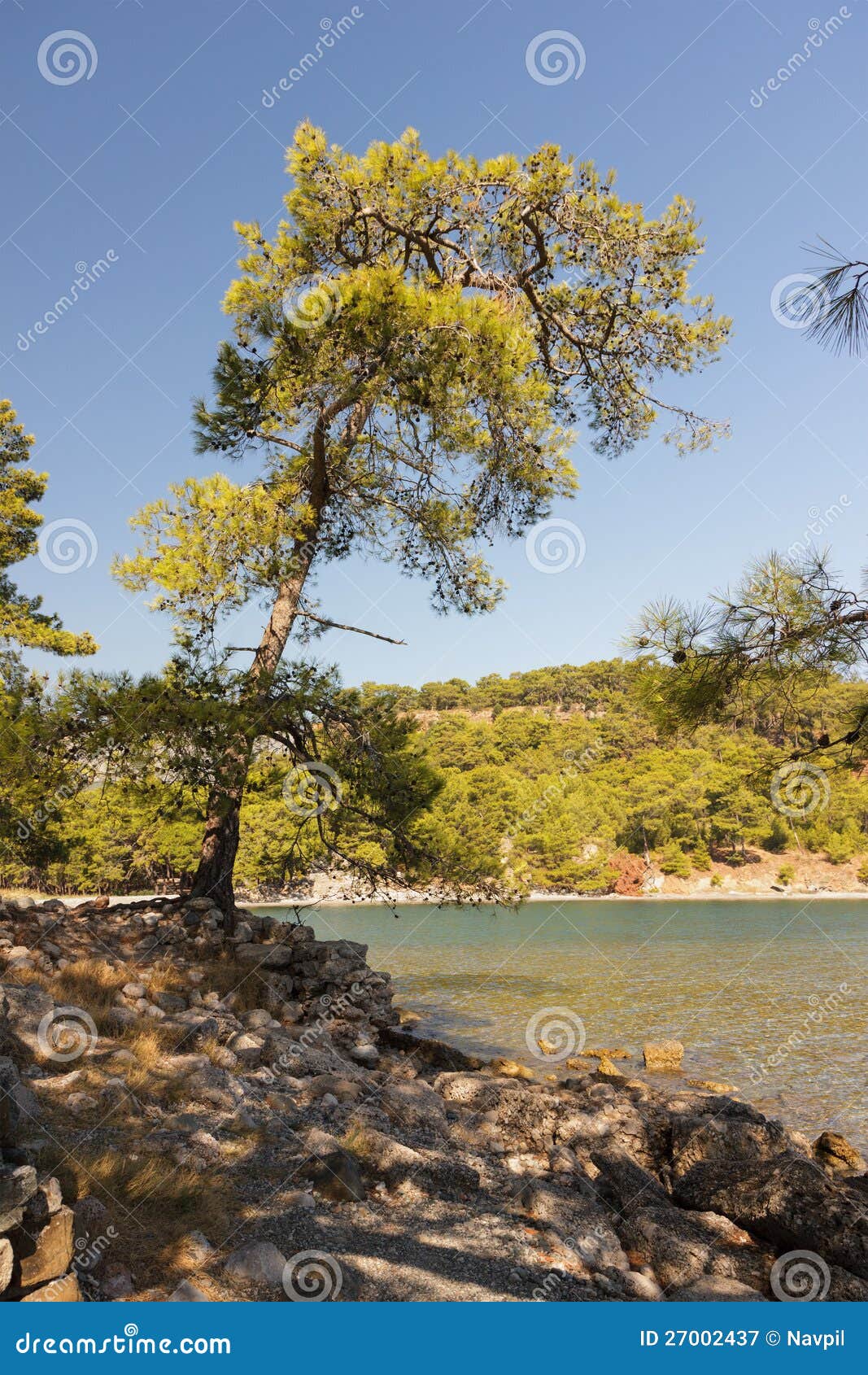 De Boom Van De Pijnboom Bij Het Overzees Stock Afbeelding - Image of ...