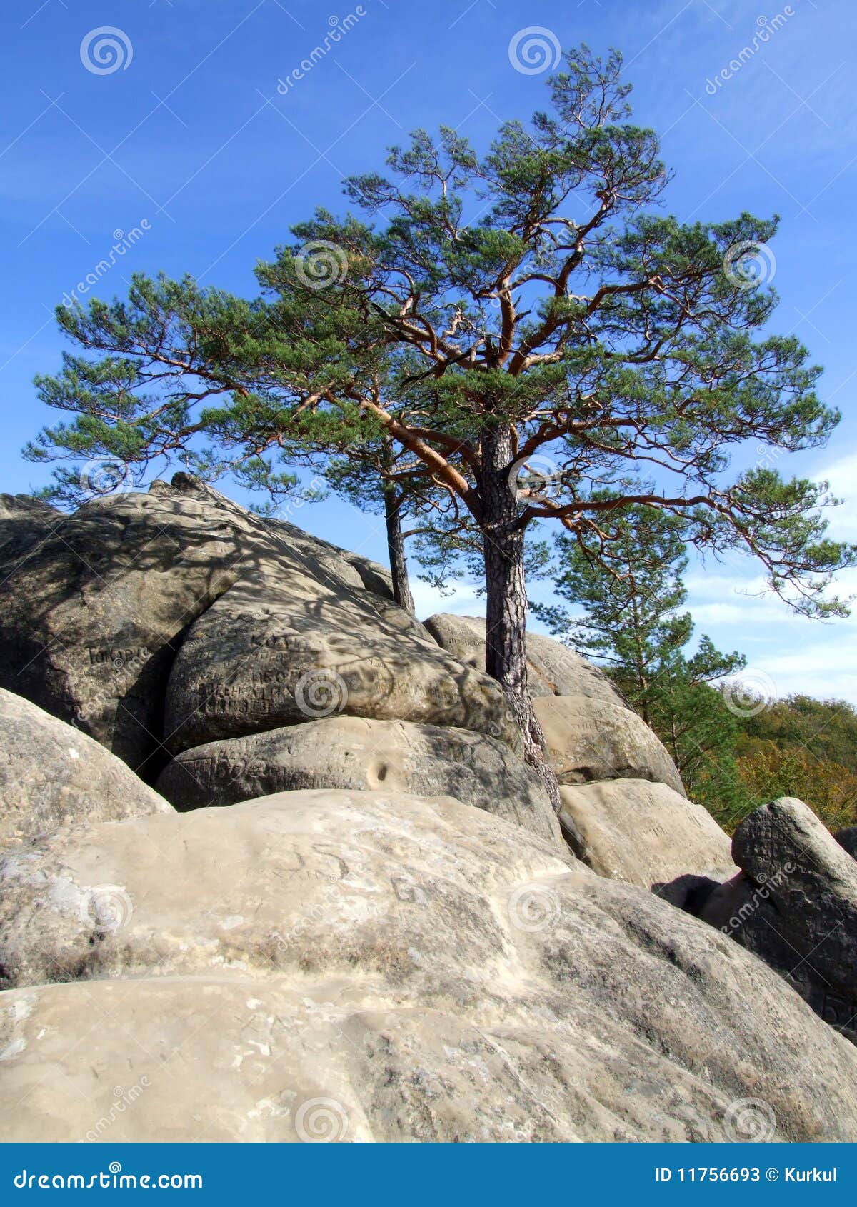 De Boom Van De Pijnboom Op De Rots Stock Afbeelding - Image of karpaten ...