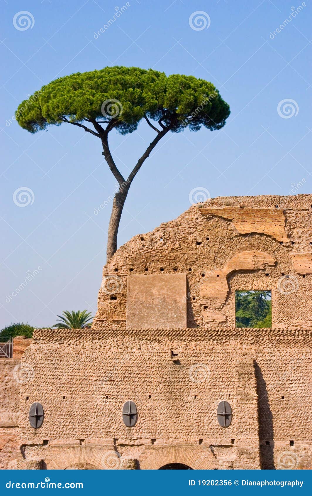De Boom Van De Pijnboom Over Oud Rome Stock Foto - Image of italië ...