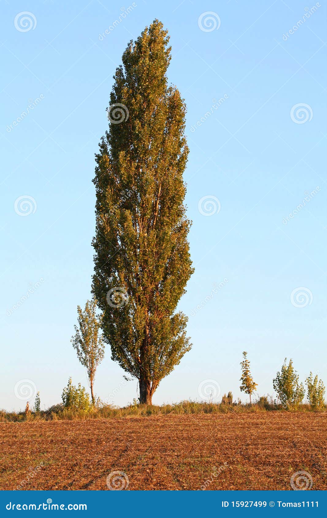 De Boom van de populier stock afbeelding. Afbeelding bestaande uit blad ...