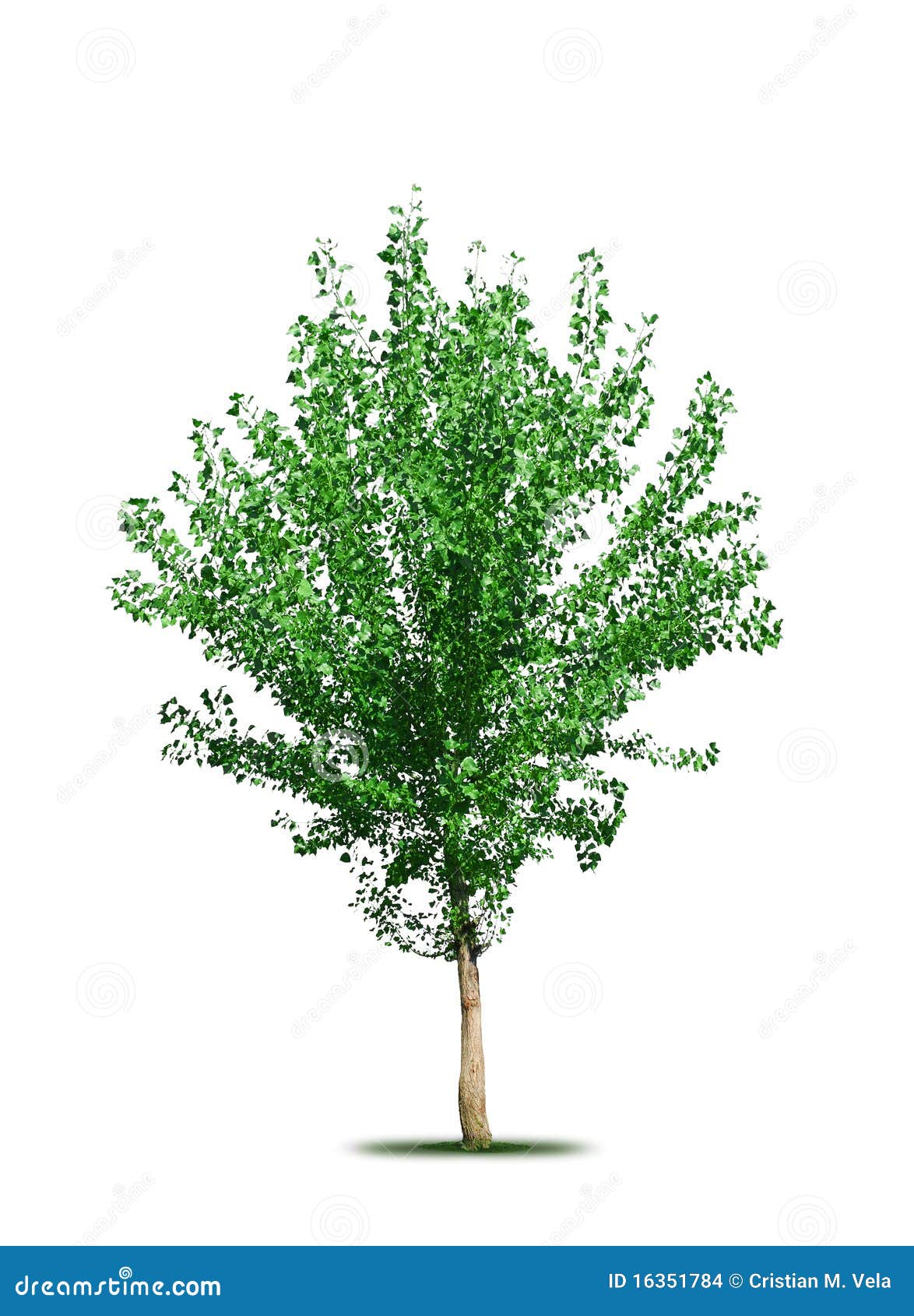 De boom van de populier stock illustratie. Illustration of groen - 16351784