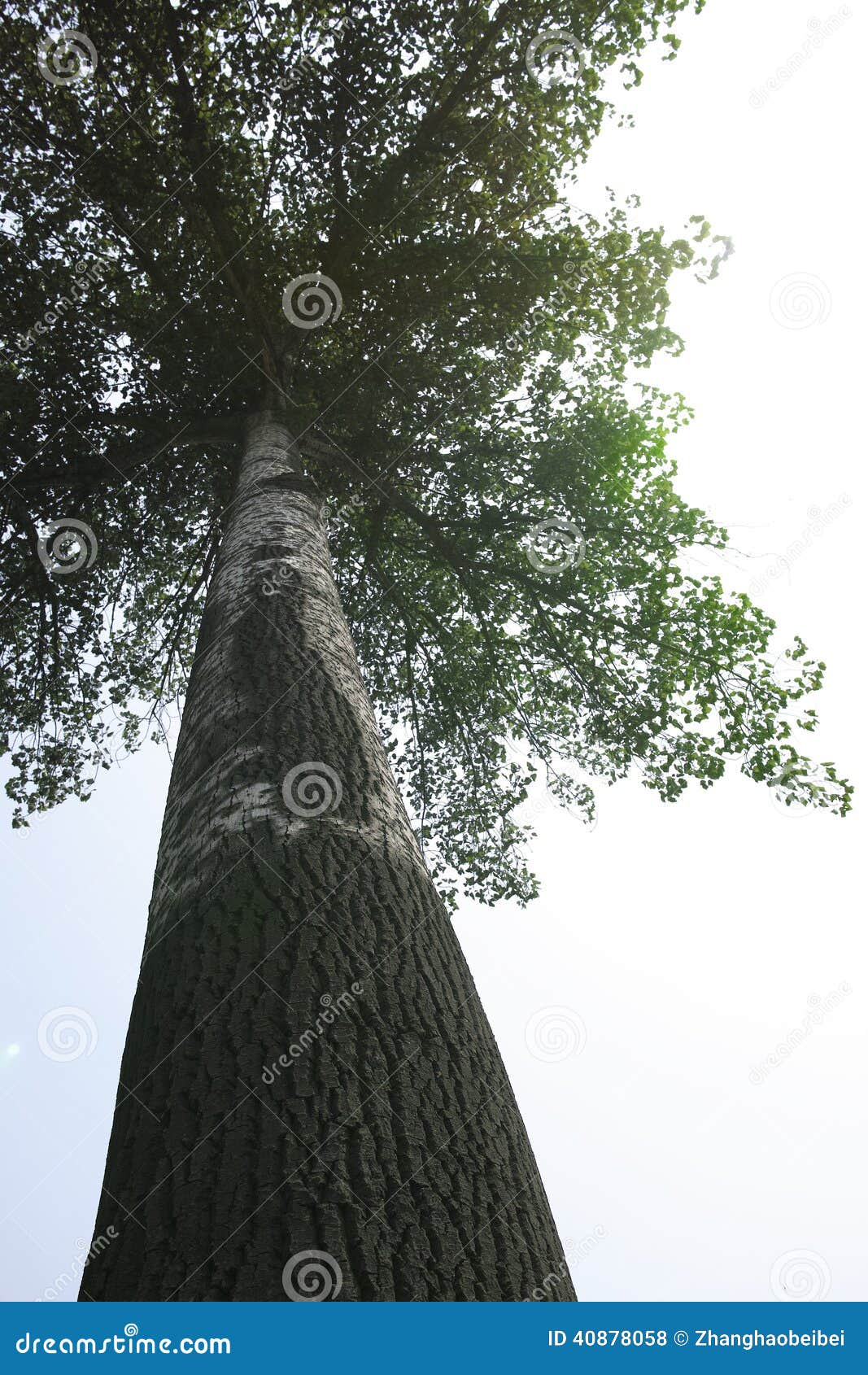 De boom van de populier stock foto. Image of boomstam - 40878058