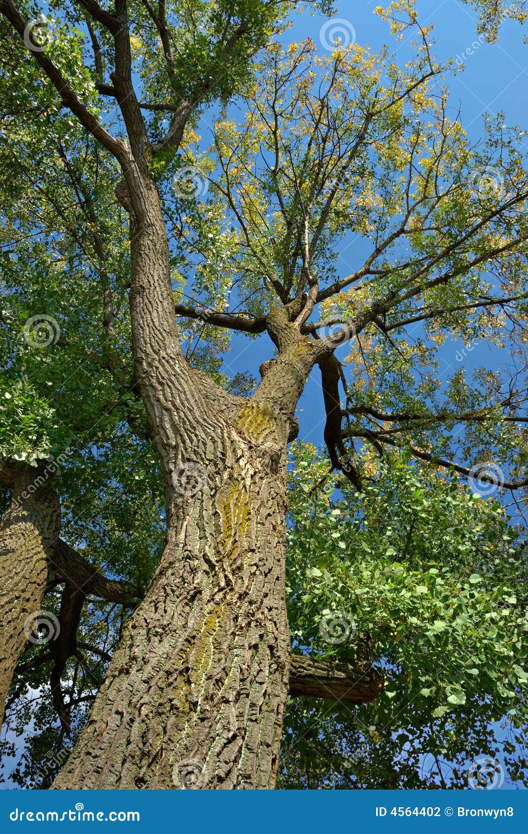 De Boom van de populier stock foto. Image of laag, populier - 4564402