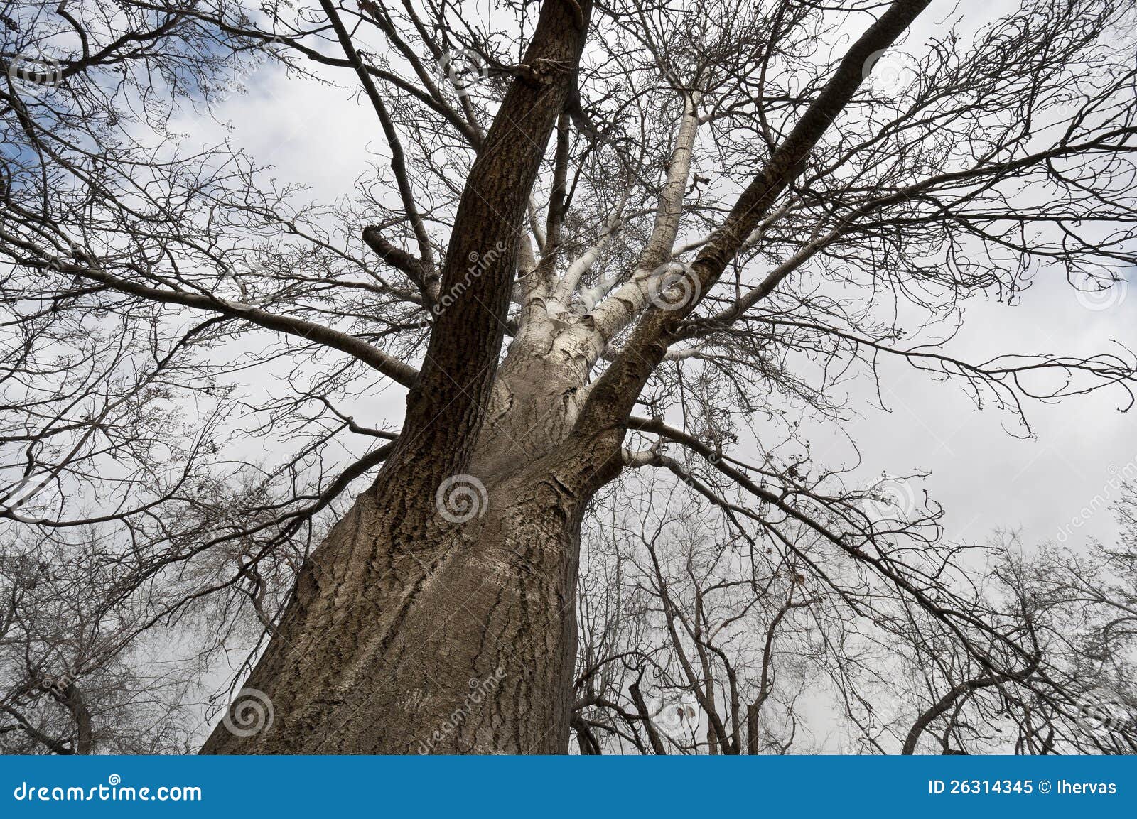 De Boom Van De Populier in De Winter Stock Afbeelding - Image of naakt ...