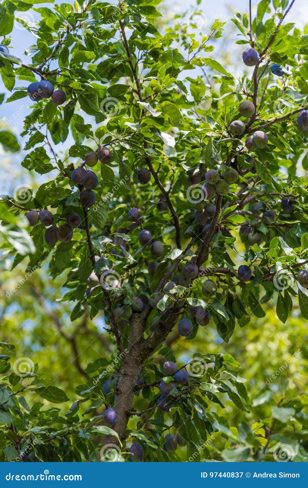 De boom van de pruim stock afbeelding. Image of buiten - 97440837