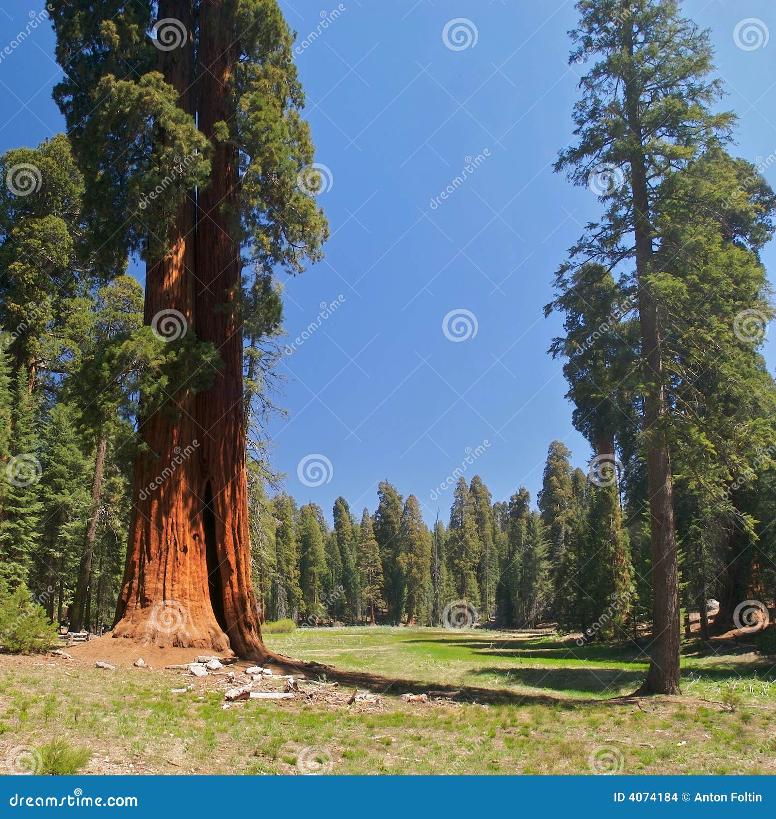 De Boom van de sequoia stock foto. Image of boom, reus - 4074184