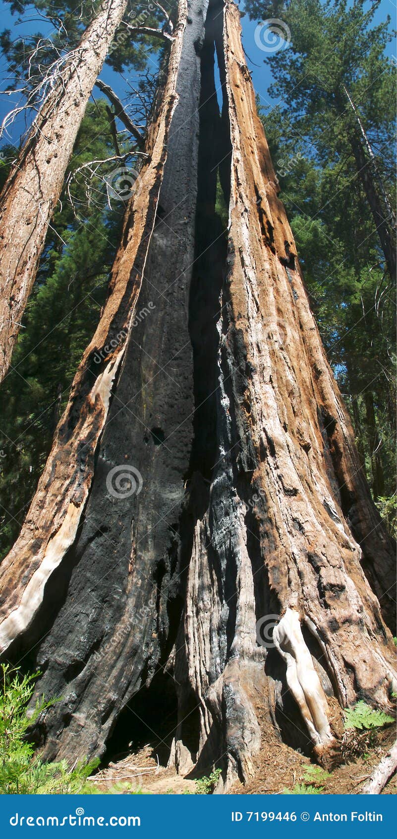 De Boom van de sequoia stock foto. Image of nave, sequoila - 7199446