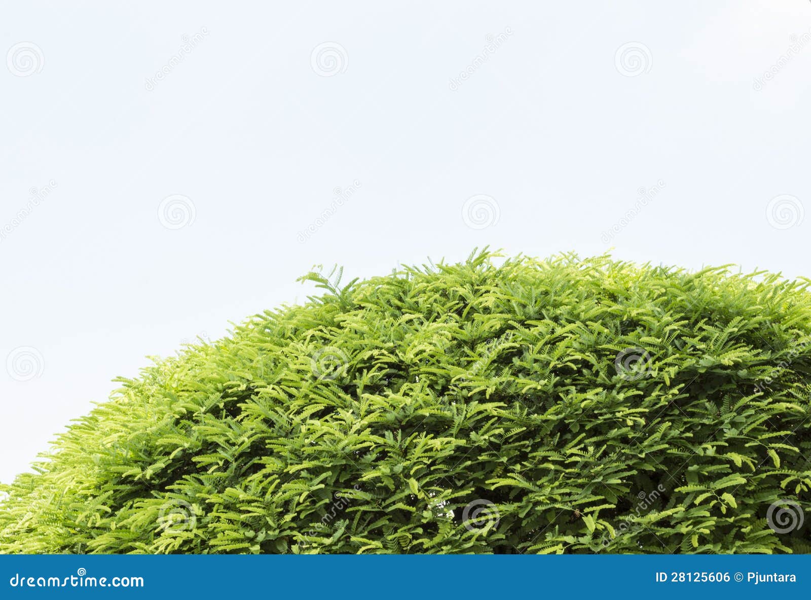 De boom van de tamarinde stock foto. Image of lichten - 28125606